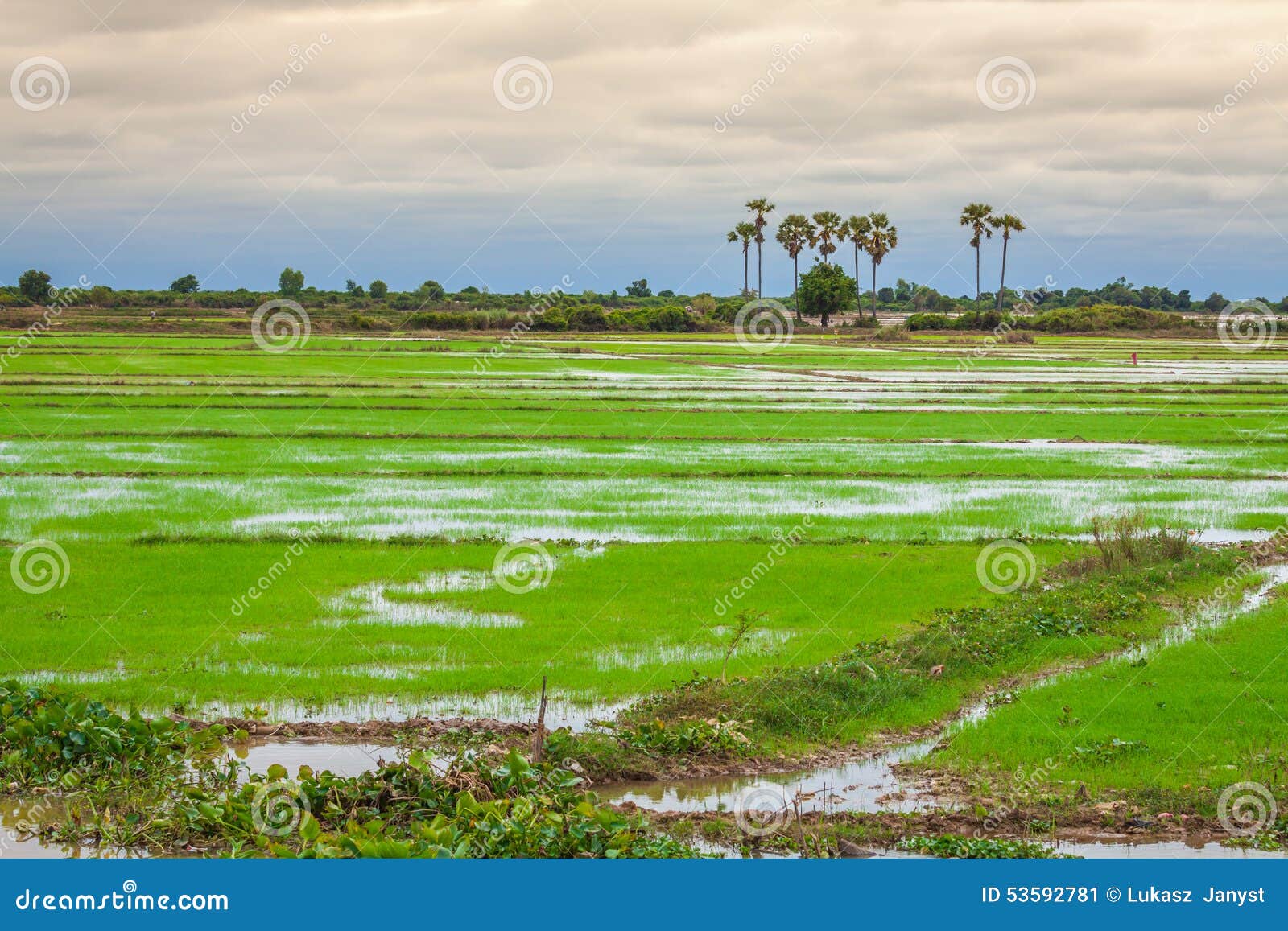 Cambodian rice fields stock image. Image of farm, luang - 53592781