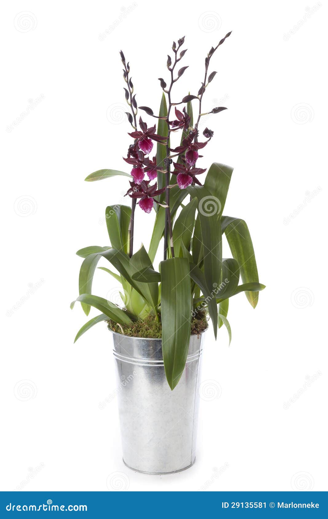Cambria Orchid Table Decoration Stock Image - Image of green, plant ...