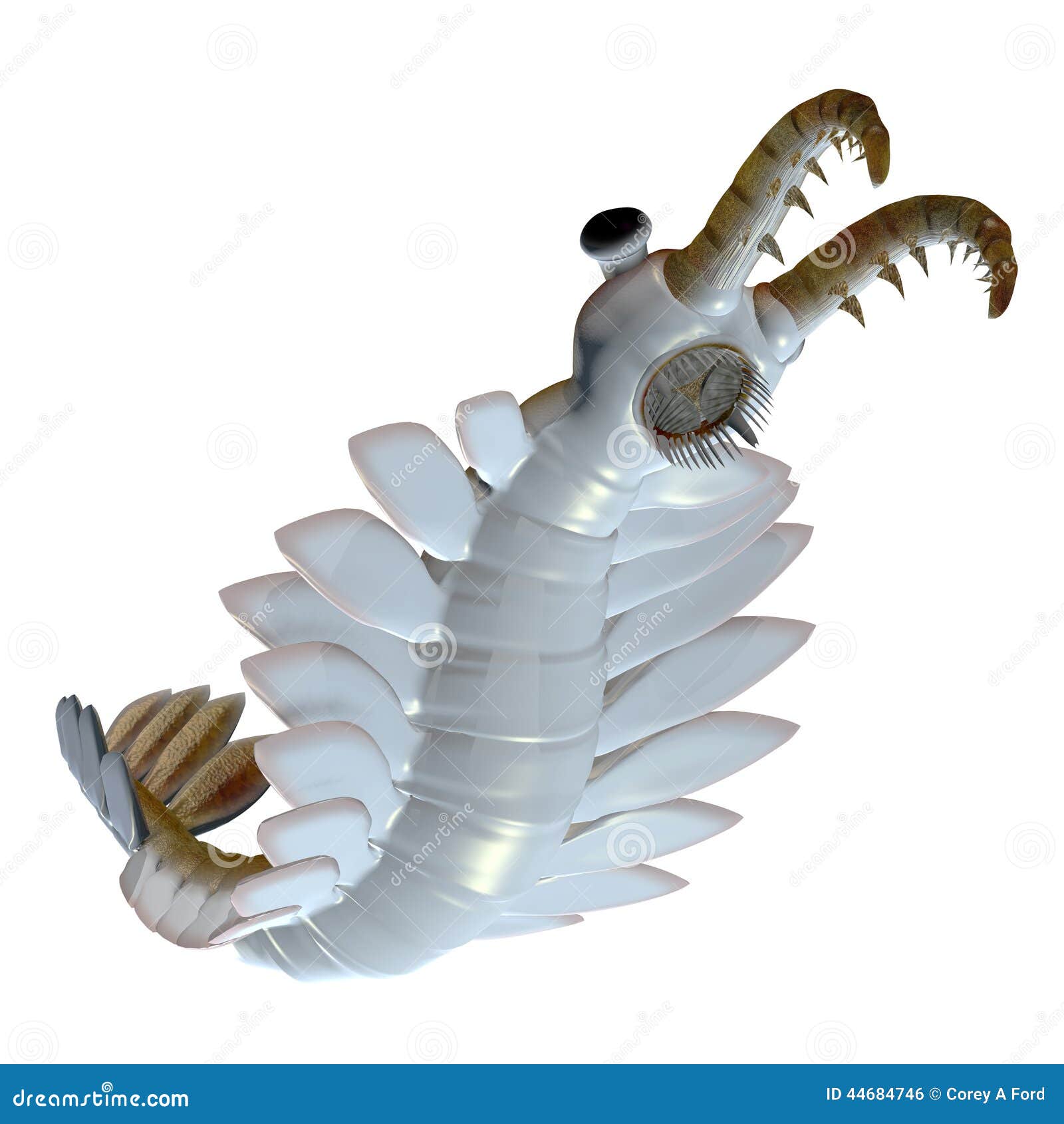Cambrian Anomalocaris Underside Stock Illustration - Illustration of ...