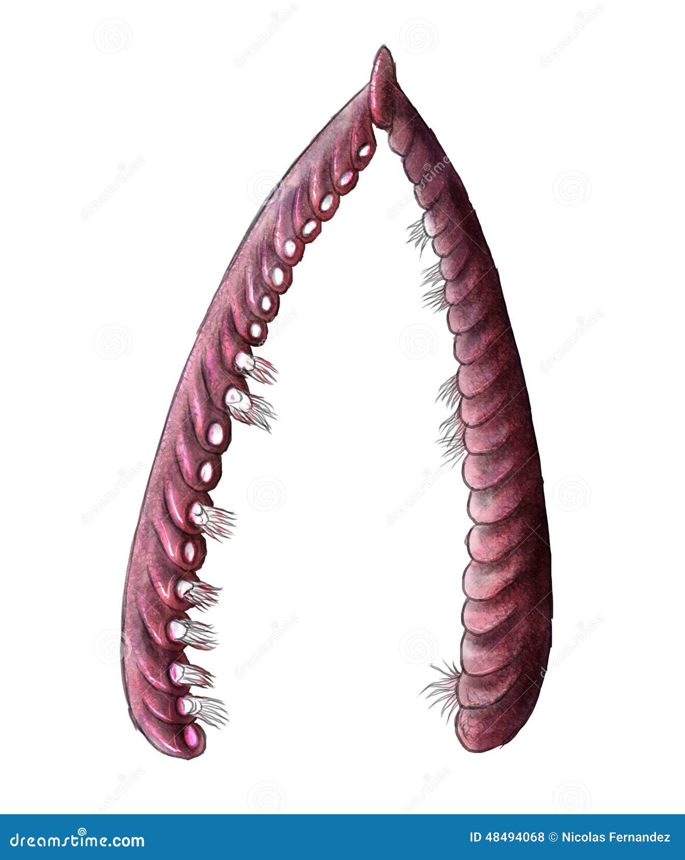 Graptolites Cartoons, Illustrations & Vector Stock Images - 9 Pictures ...