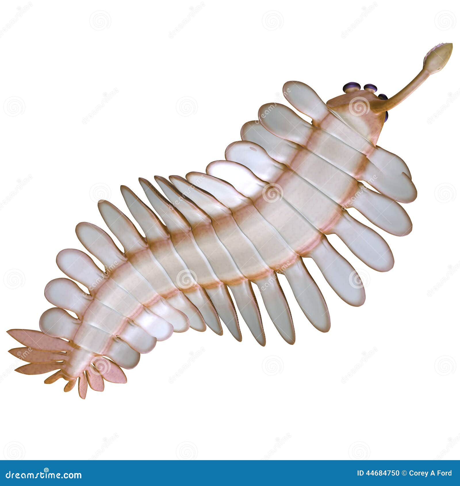 Opabinia Regalis, Prehistoric Aquatic Animal From The Cambrian Period ...