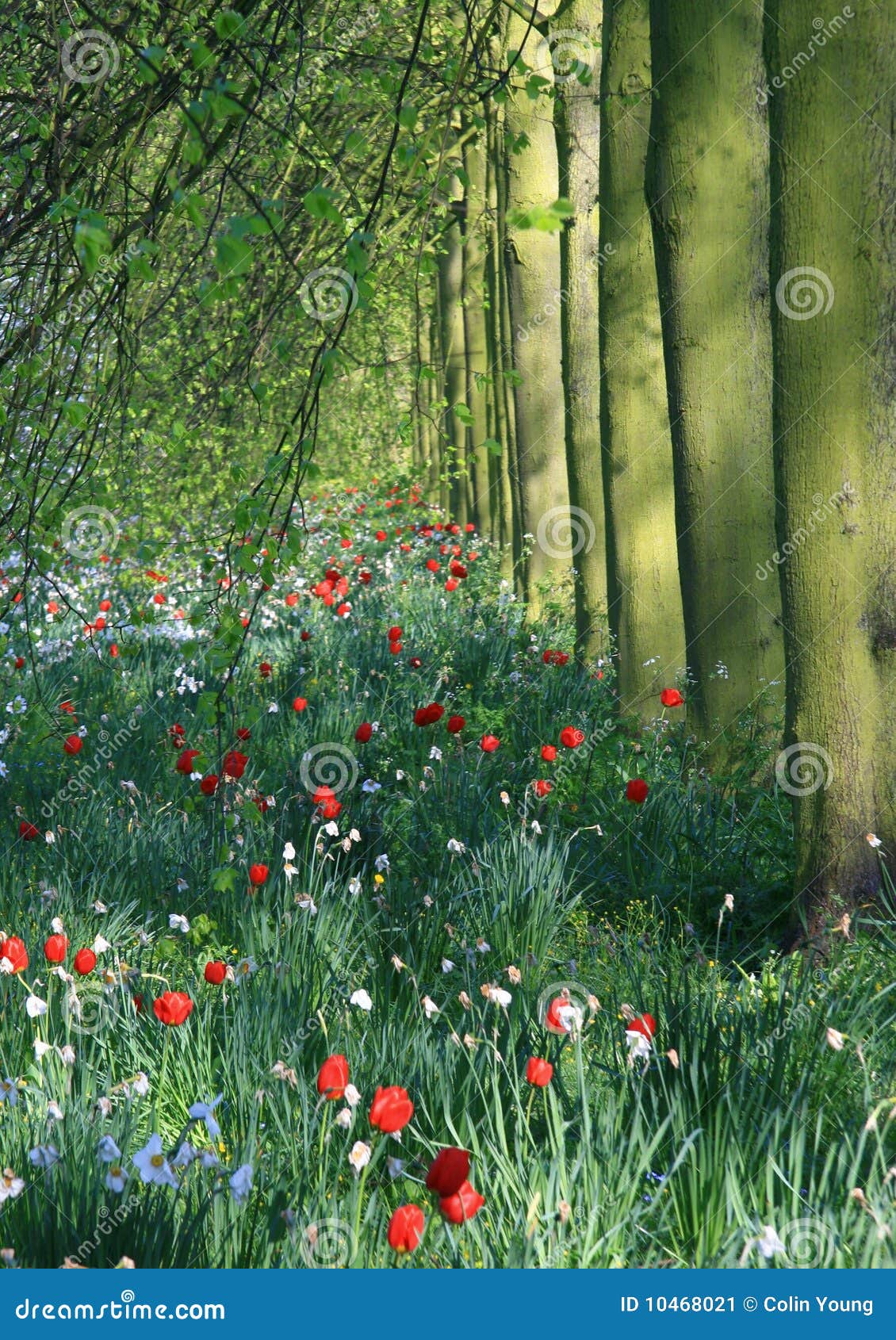 Cambridge trees and Tulips stock image. Image of vertical - 10468021