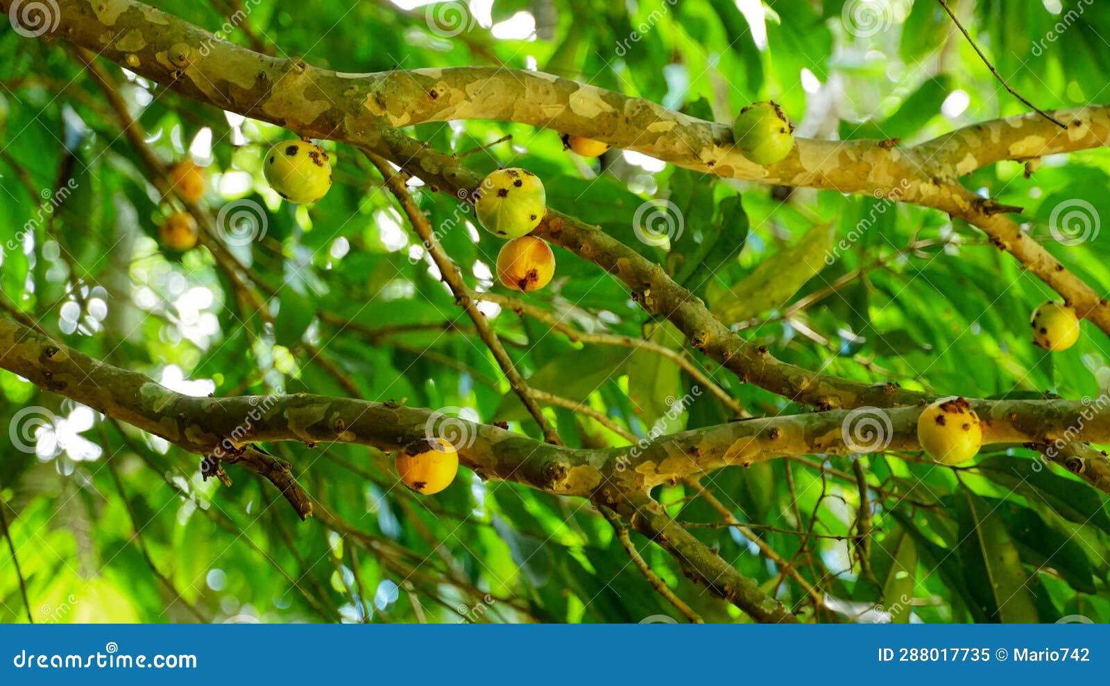 Cambucá, Fruit from the Atlantic Forest Stock Image - Image of fruit ...