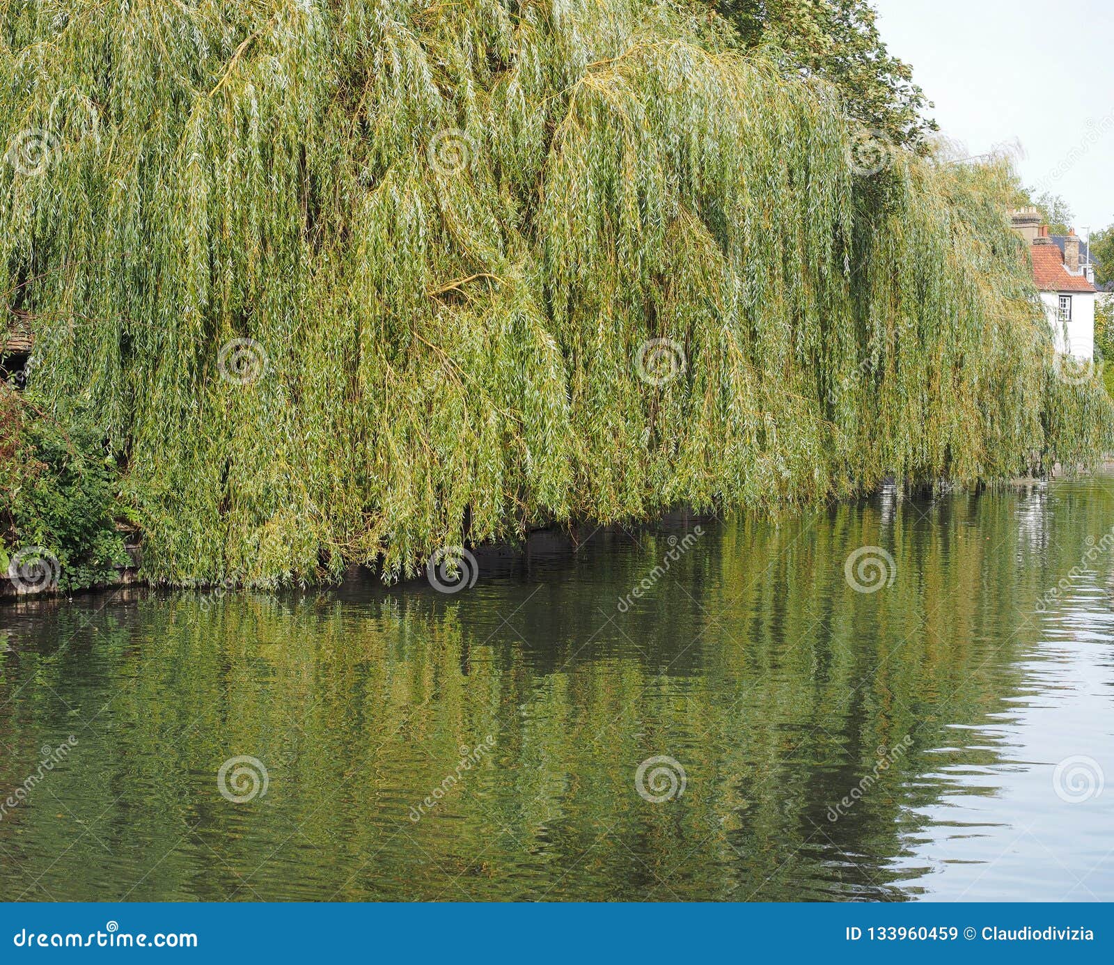 Came do rio em Cambridge imagem de stock. Imagem de europeu - 133960459