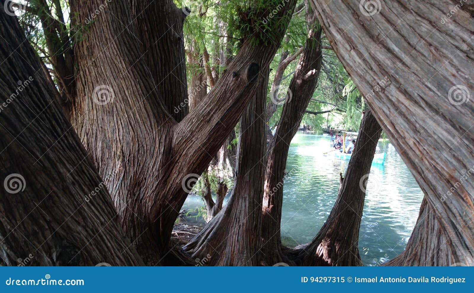 Camecuaro lake editorial image. Image of trunk, zamora - 94297315