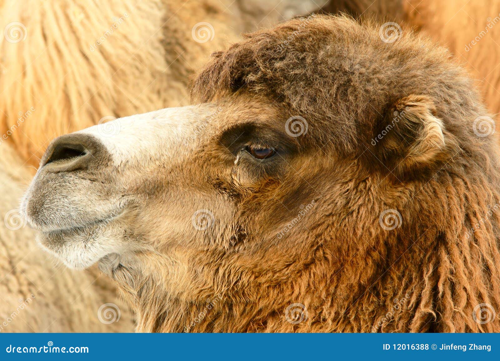 Camel stock photo. Image of close, mane, camel, nose - 12016388
