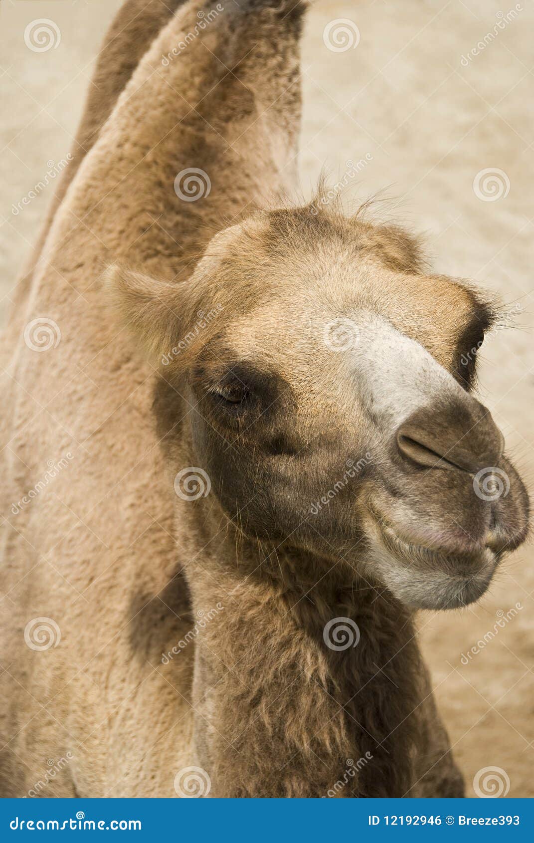 Camel stock photo. Image of caravan, brawn, wildness - 12192946
