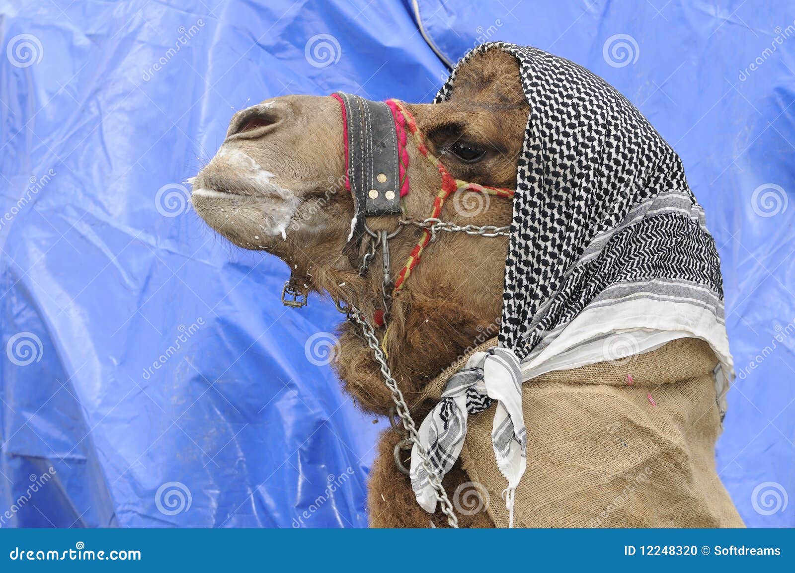 Camel stock photo. Image of aegean, beautiful, animal - 12248320
