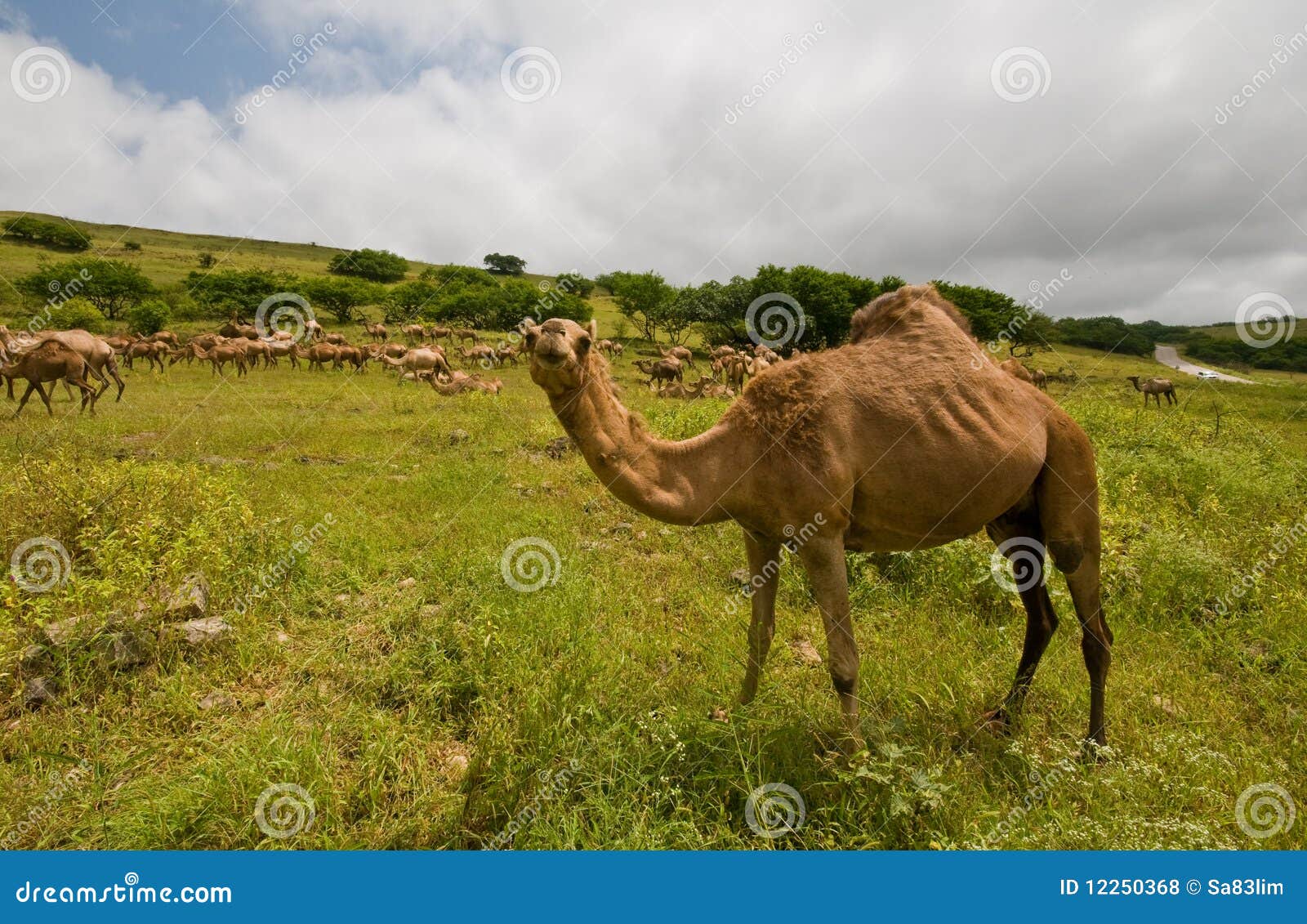 Camel stock photo. Image of camel, alwardi, salim, oman - 12250368