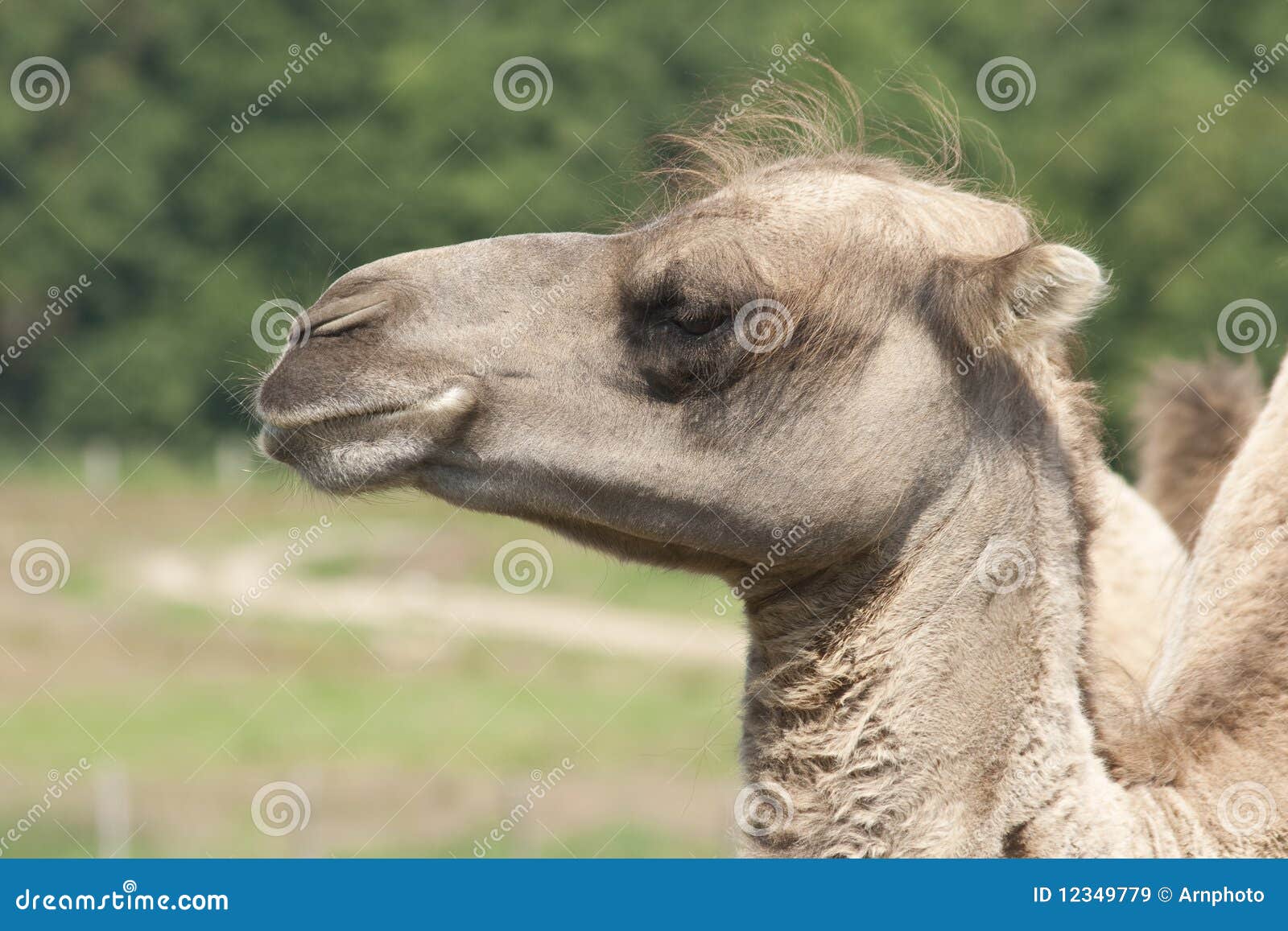 Camel stock image. Image of camel, green, animal, ears - 12349779