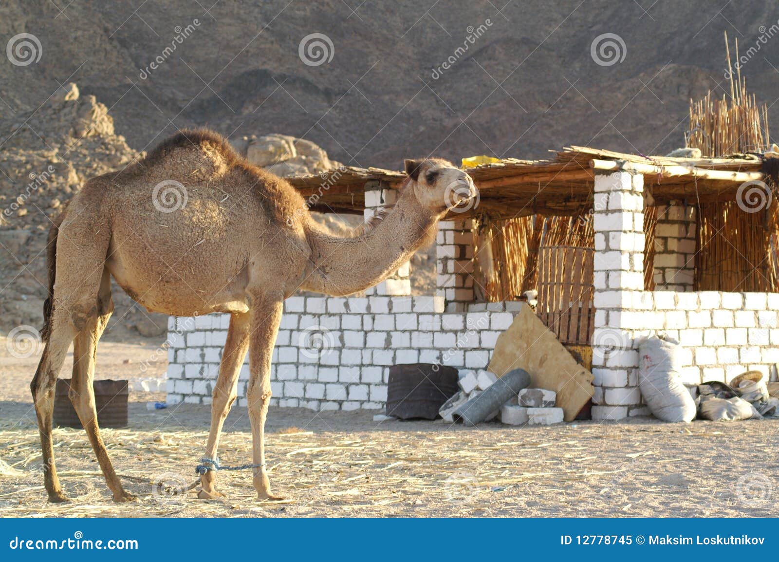 Camel stock image. Image of camel, outdoor, nature, stand - 12778745
