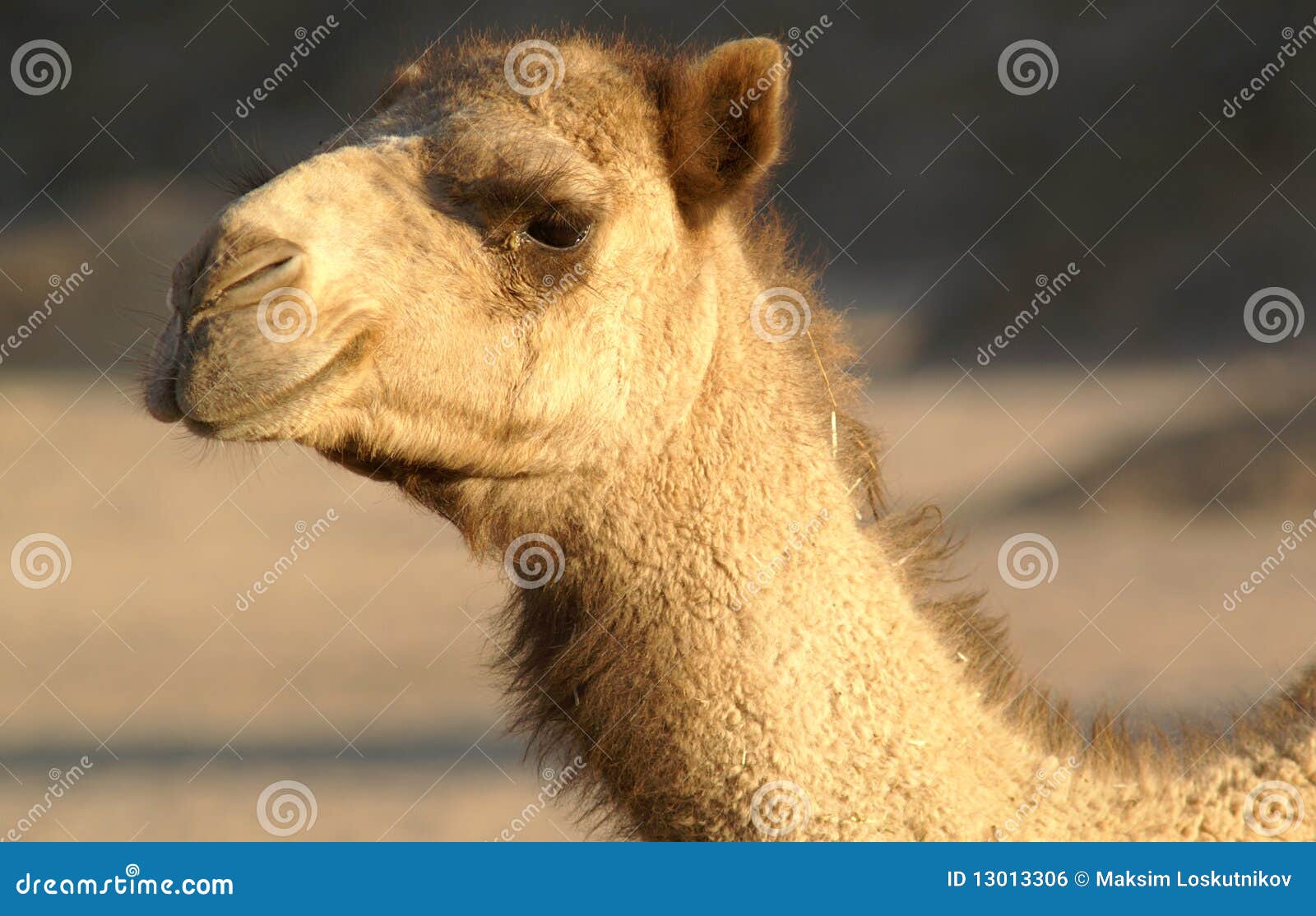 Camel stock photo. Image of animal, muzzle, dromedary - 13013306