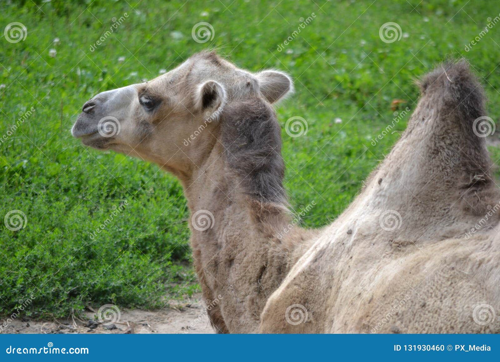Camel laying on a grass stock photo. Image of dromedary - 131930460