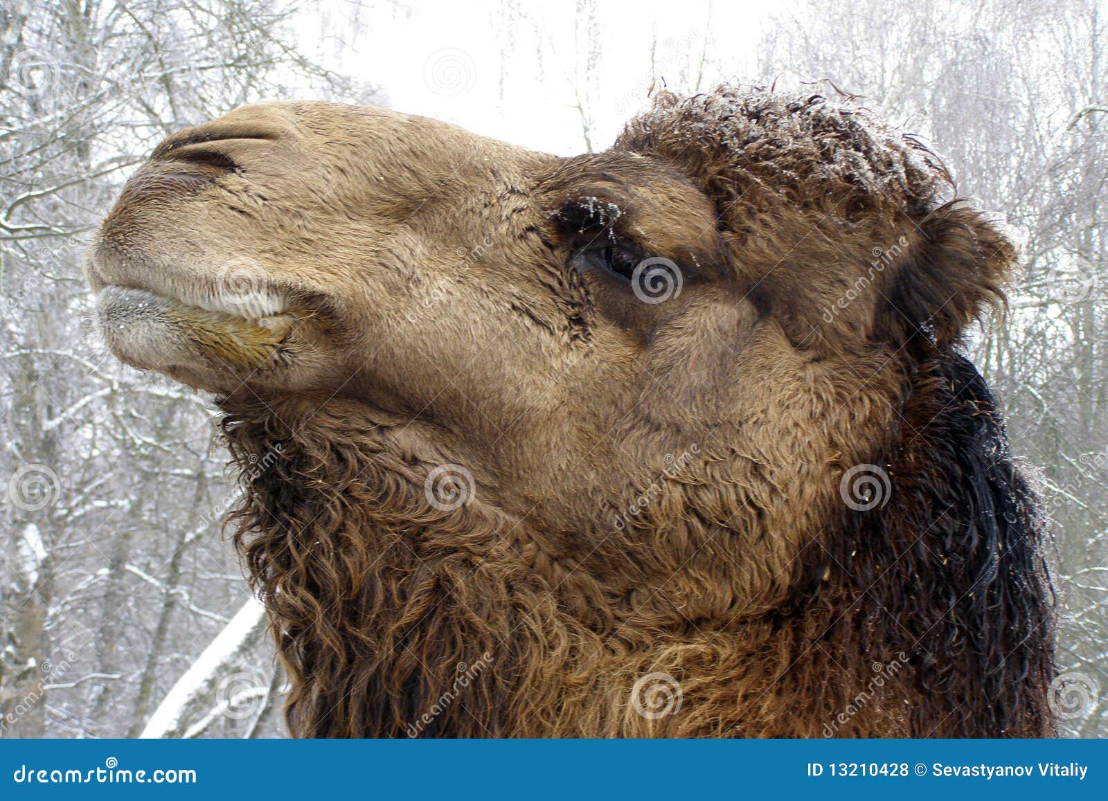 Camel stock photo. Image of hair, journey, arabia, beauty - 13210428