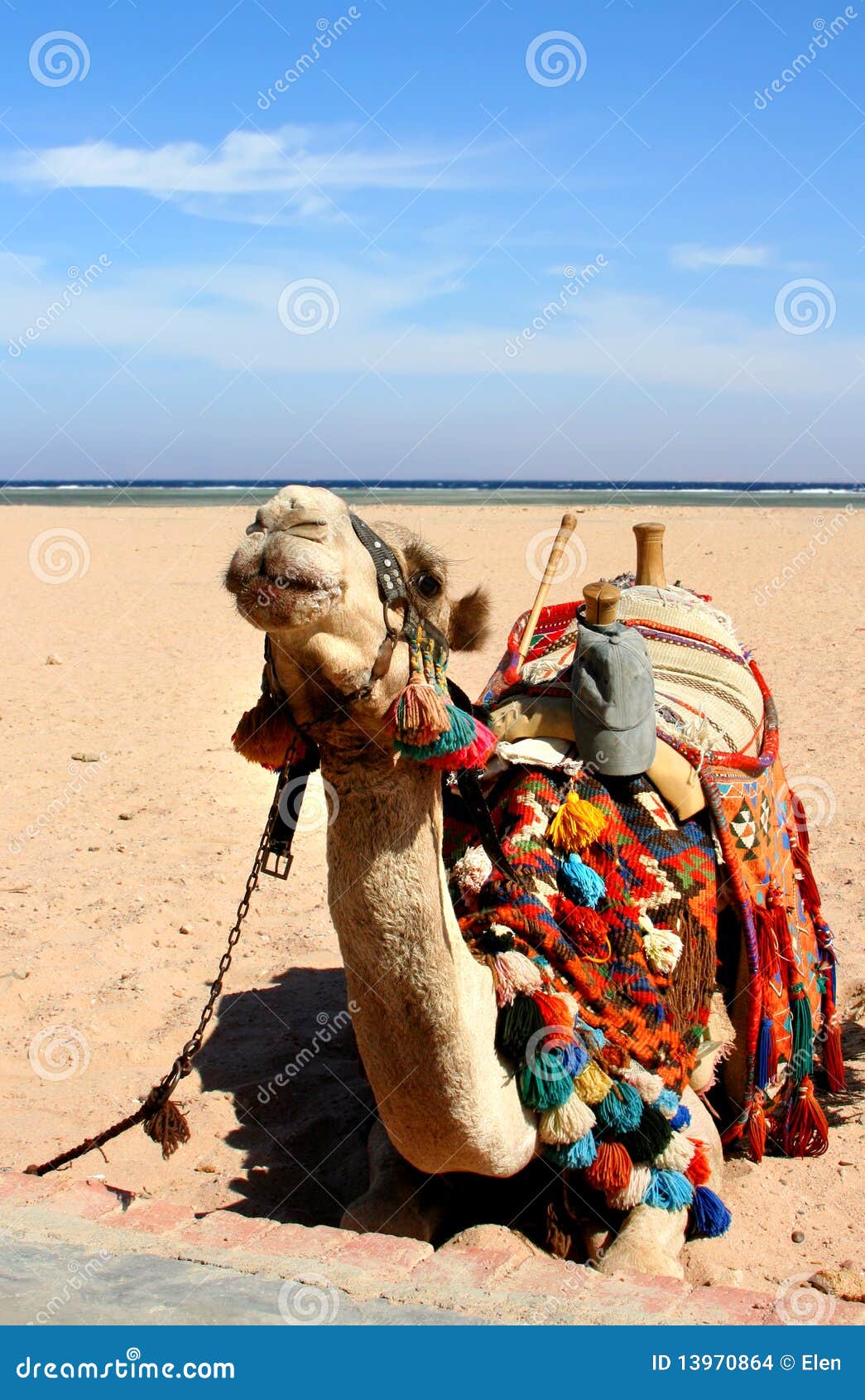 Camel stock photo. Image of tourism, landscape, camel - 13970864