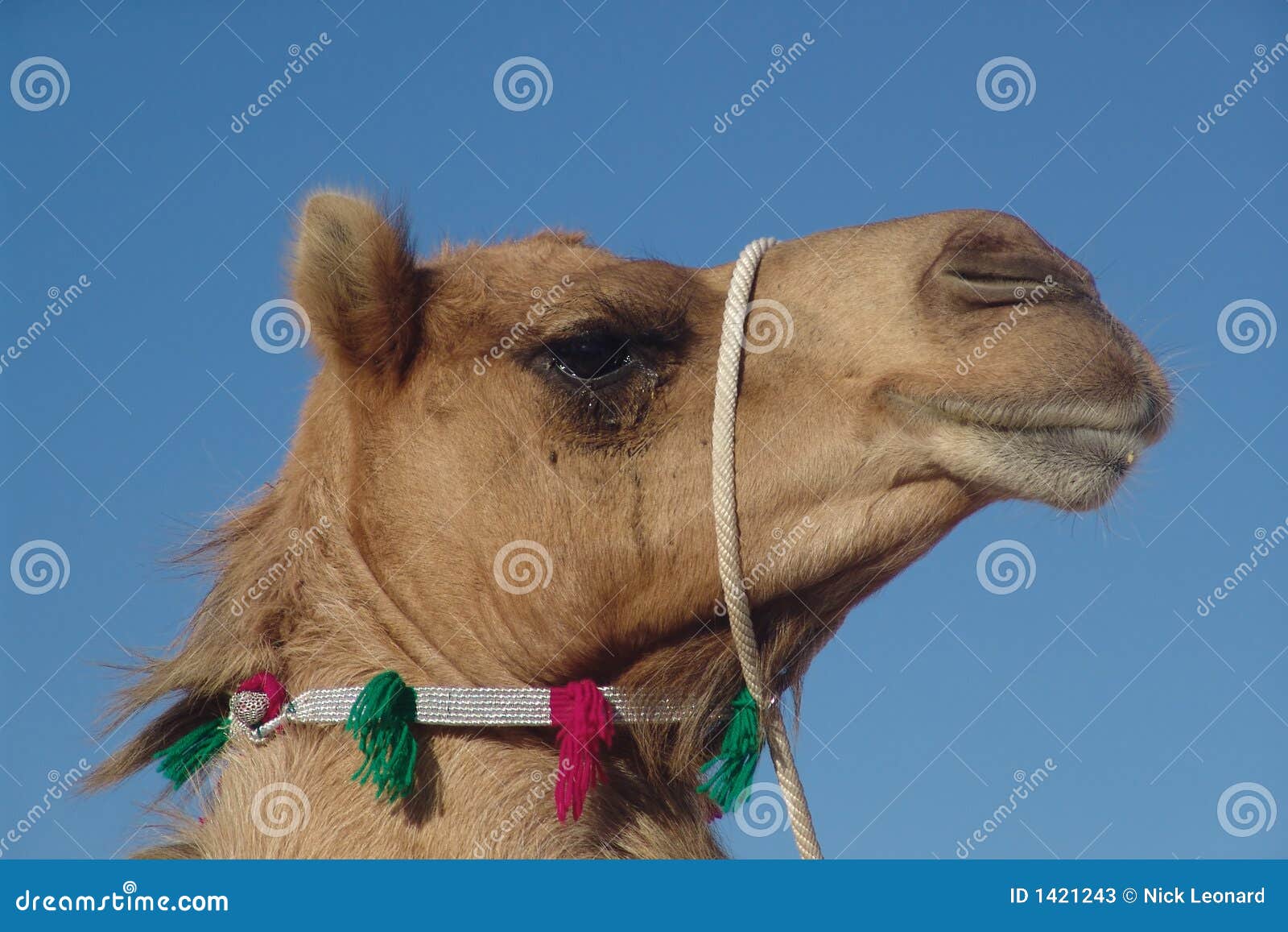 Camel stock image. Image of pink, gulf, animal, head, middle - 1421243