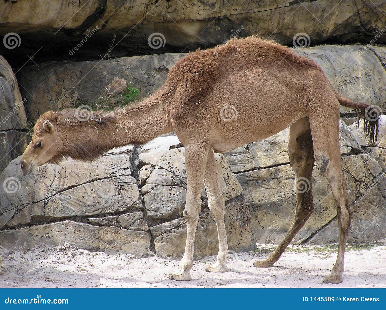 Camel stock image. Image of camels, creatures, mammal - 1445509