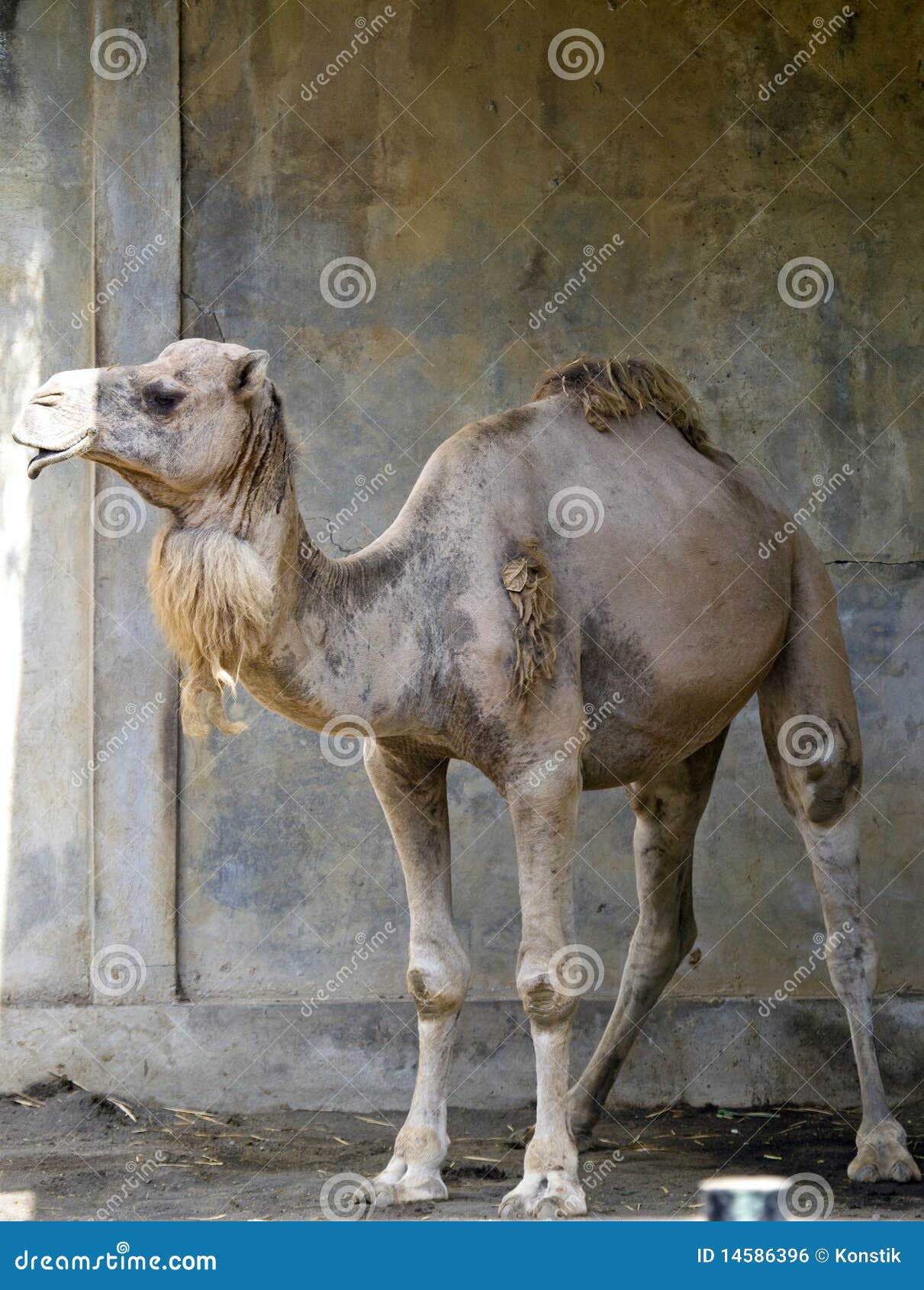 Camel stock photo. Image of camel, exotic, hump, wild - 14586396