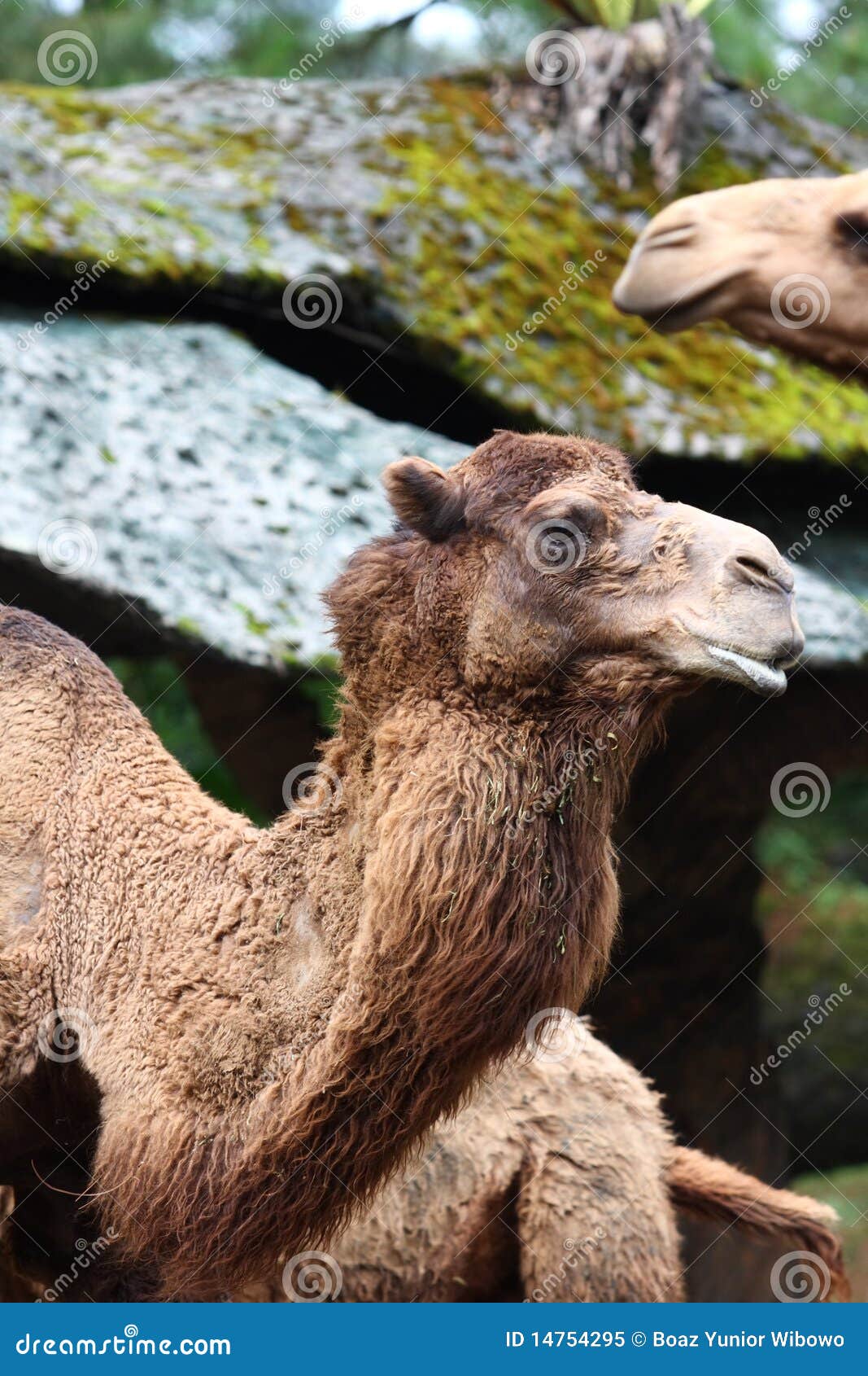Camel stock image. Image of journey, subcontinent, thar - 14754295