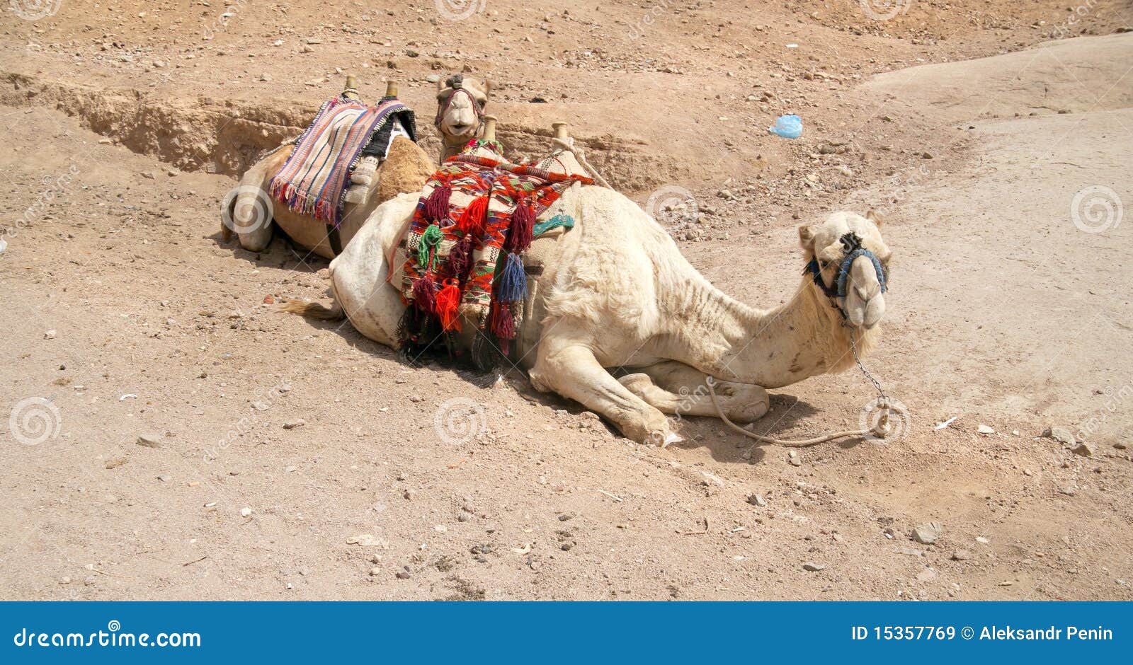 Camel stock image. Image of dune, outdoor, desert, wave - 15357769