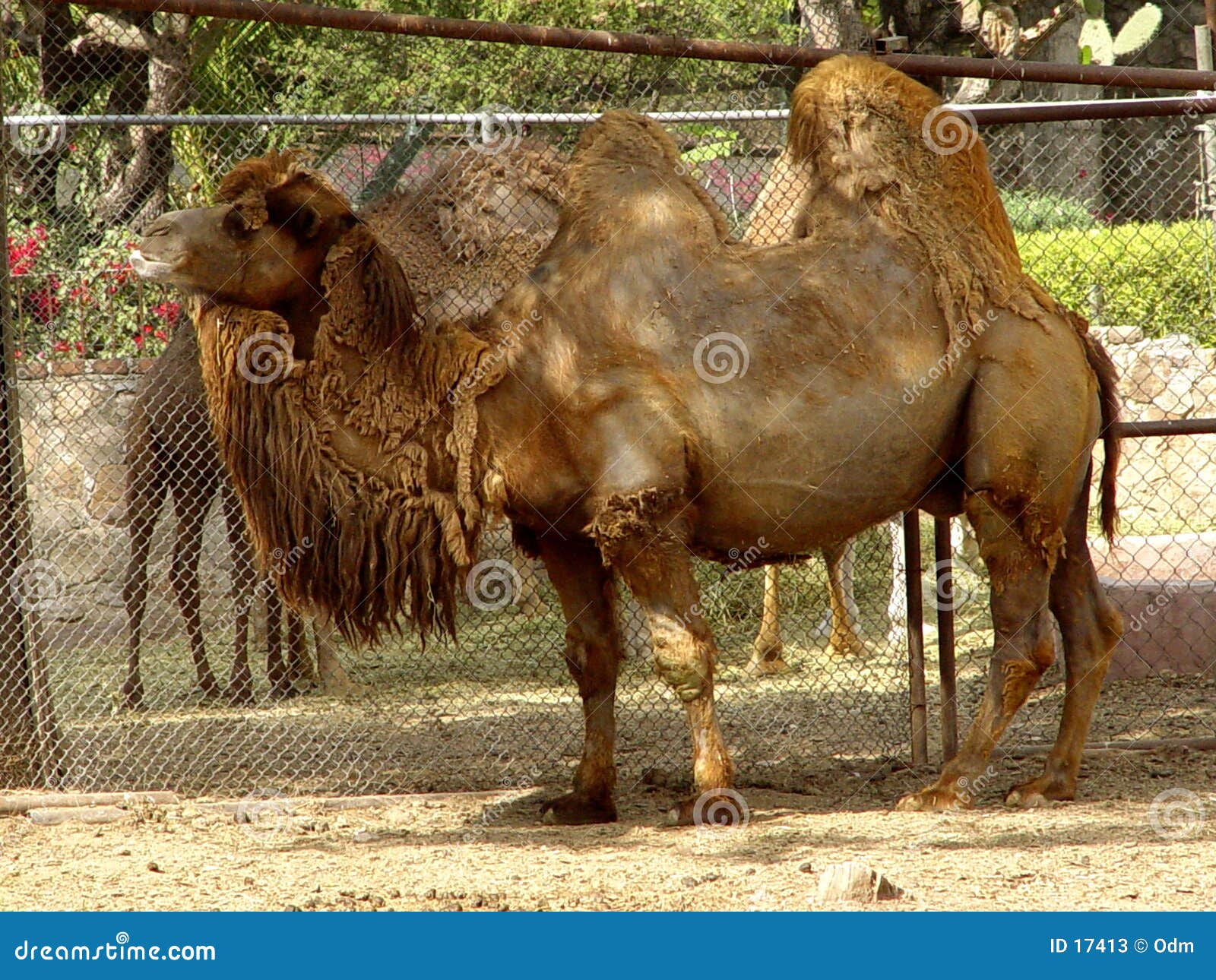 Camel stock image. Image of khaki, camel, back, wild, buff - 17413