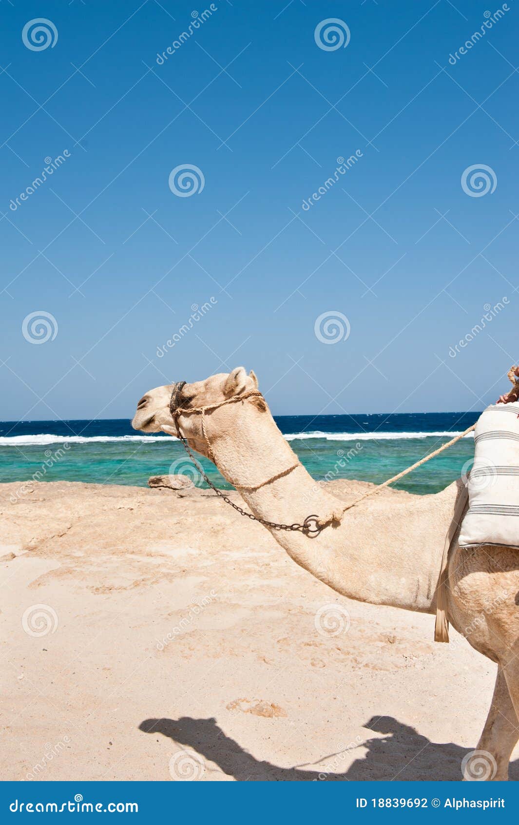 Camel stock photo. Image of summer, transport, african - 18839692