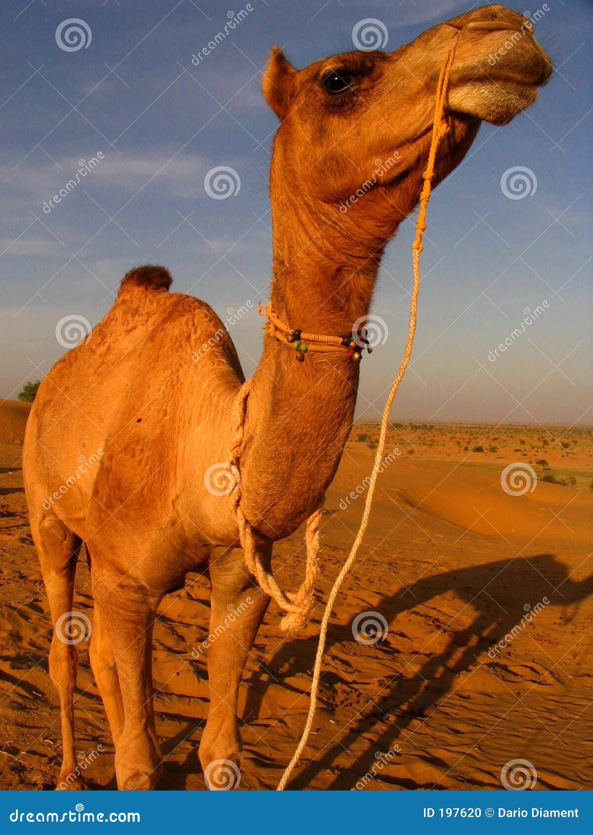 Camel stock photo. Image of footprint, print, adventure - 197620