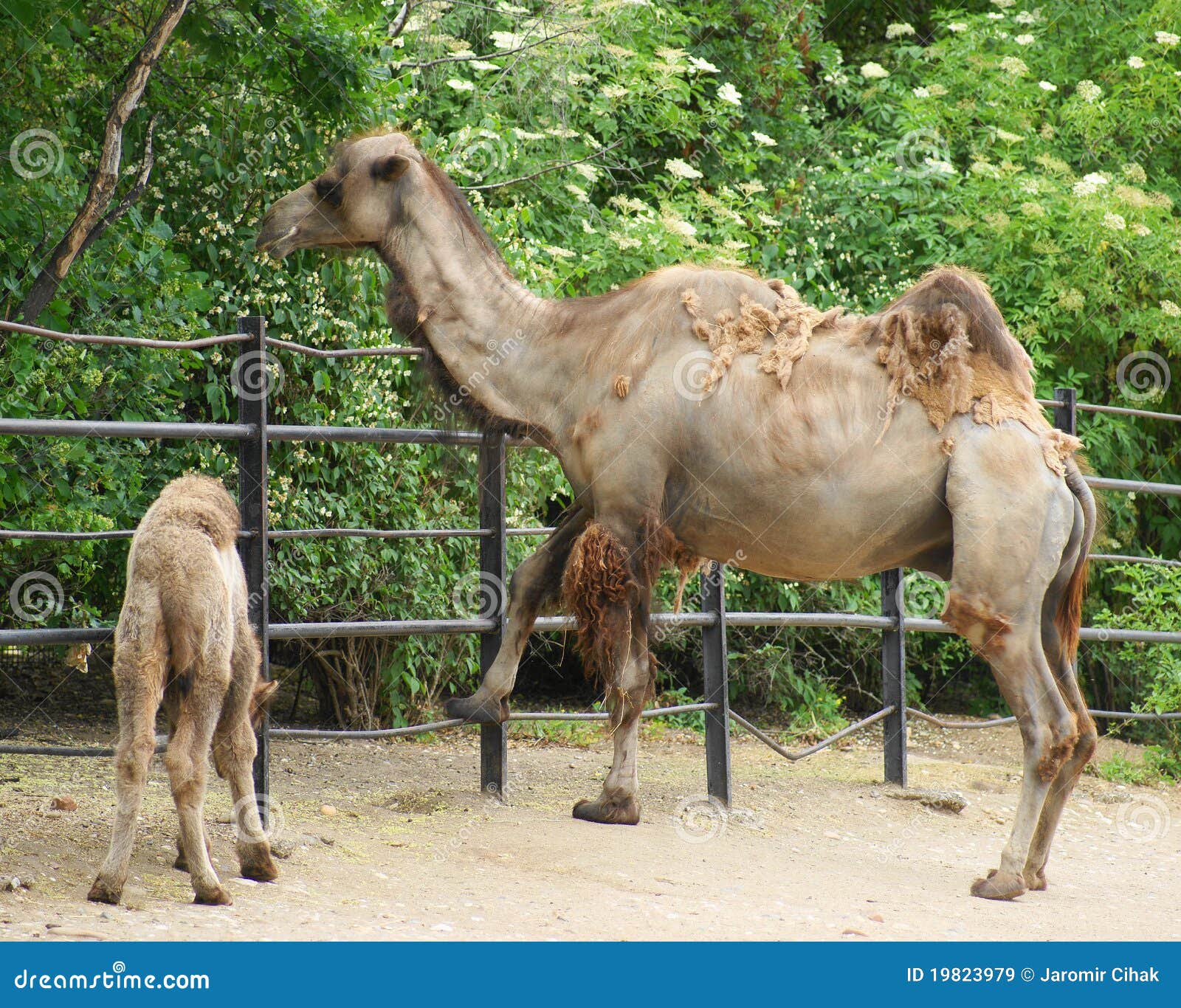 Camel stock image. Image of mammal, camel, large, camelus - 19823979