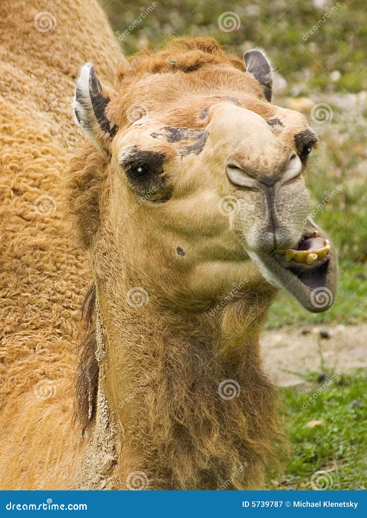 Camel 2 stock image. Image of humorous, closeup, camel - 5739787