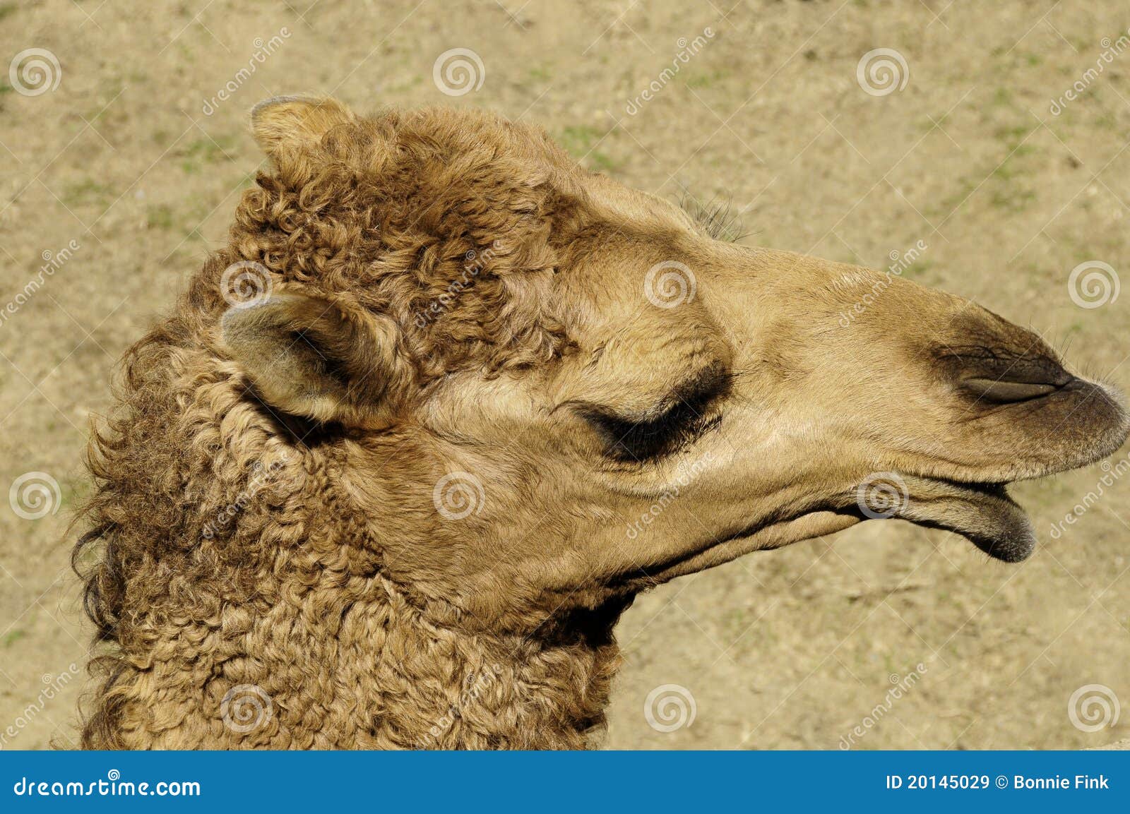 Camel stock image. Image of hump, head, portrait, hair - 20145029