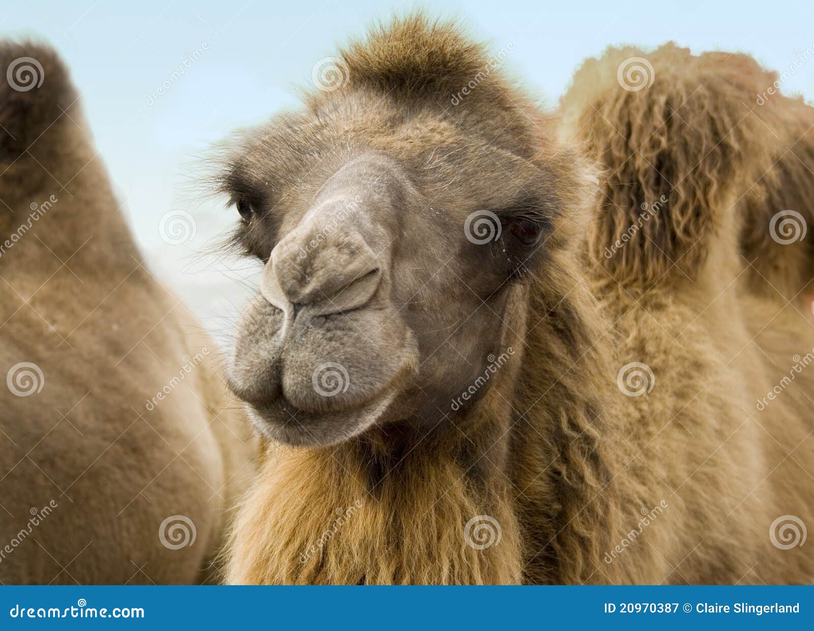 Camel stock image. Image of travel, animal, mouth, furry - 20970387