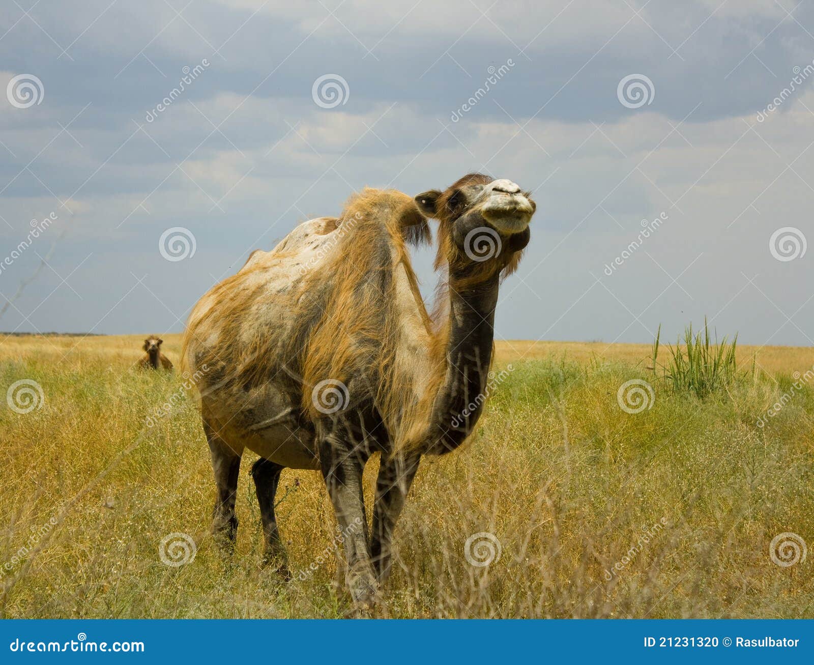 Camel stock photo. Image of sand, hump, desert, nature - 21231320