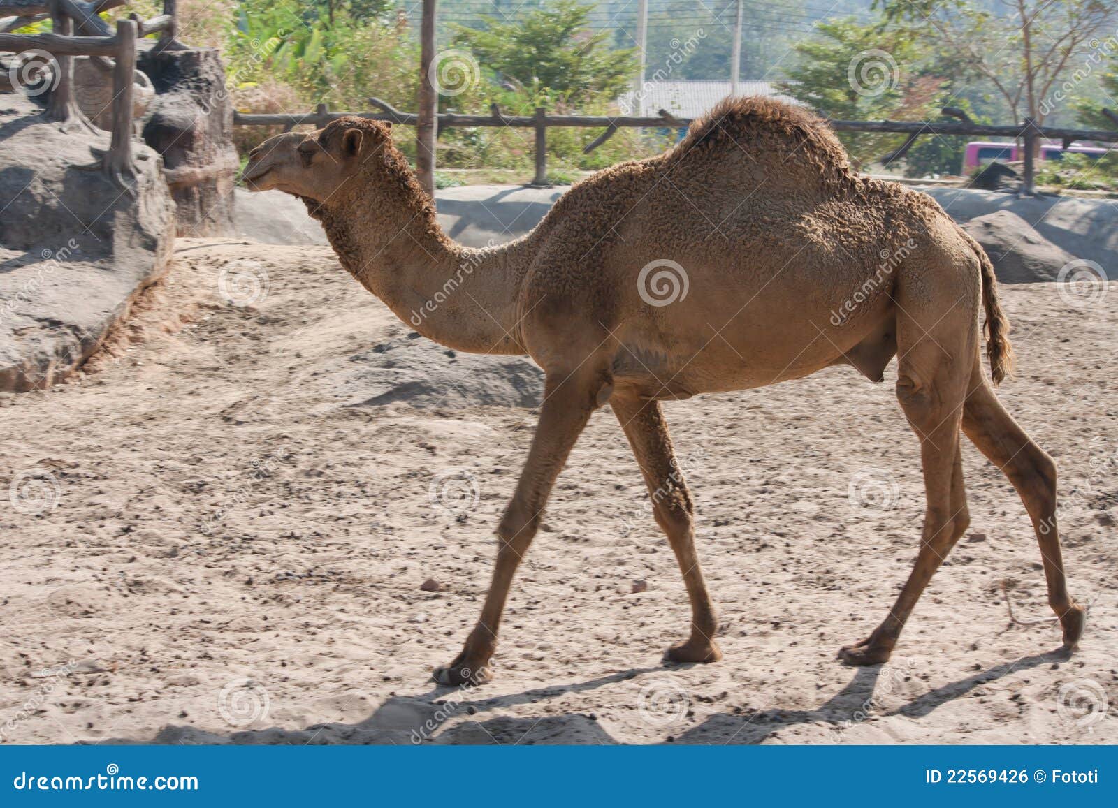 Camel stock photo. Image of long, travel, protruding - 22569426