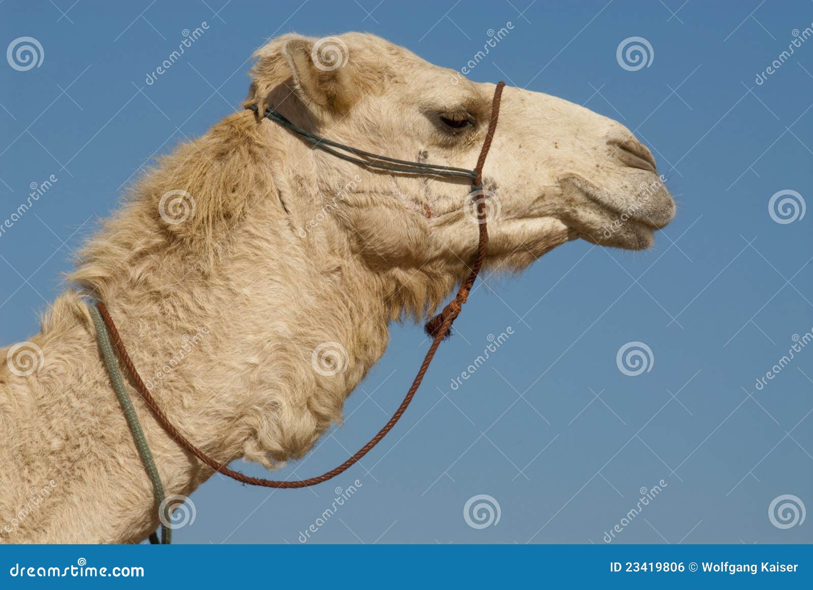 Camel stock photo. Image of rope, close, camel, marokko - 23419806