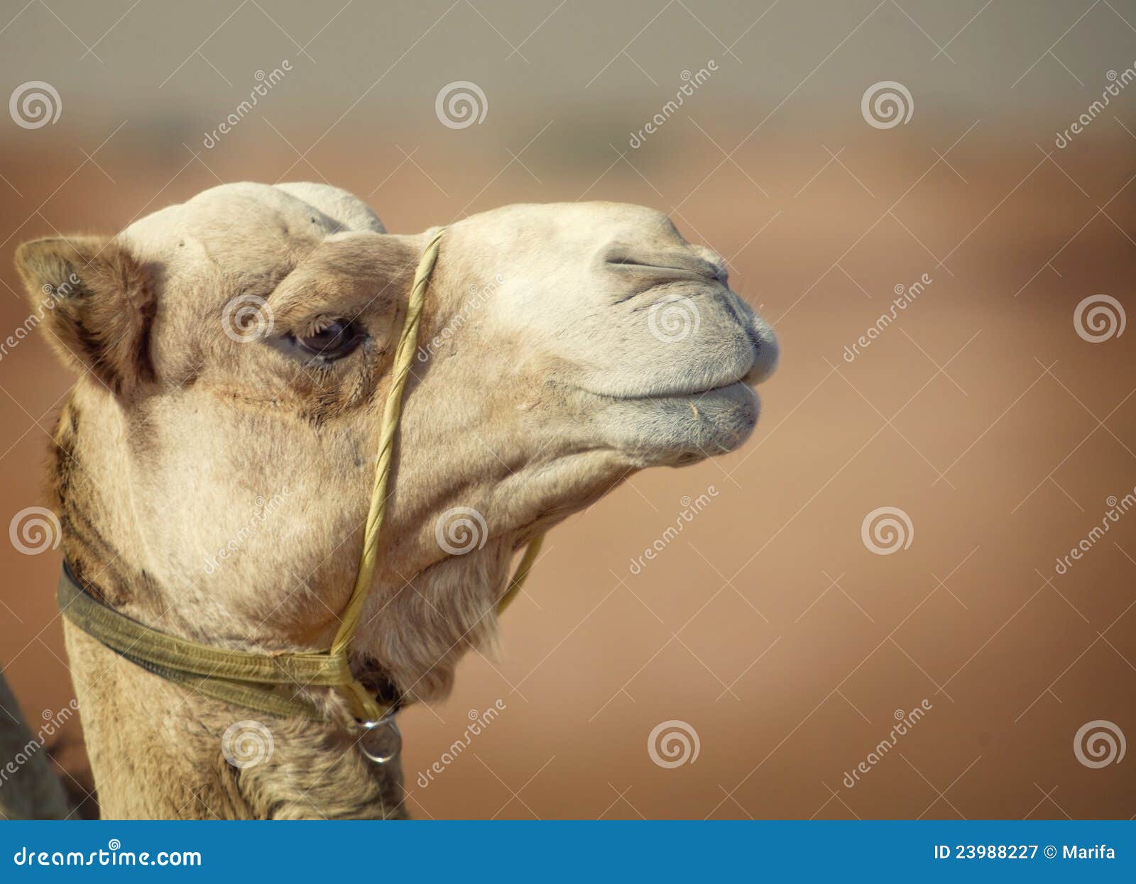 Camel stock image. Image of arabian, muzzle, hungry, camel - 23988227