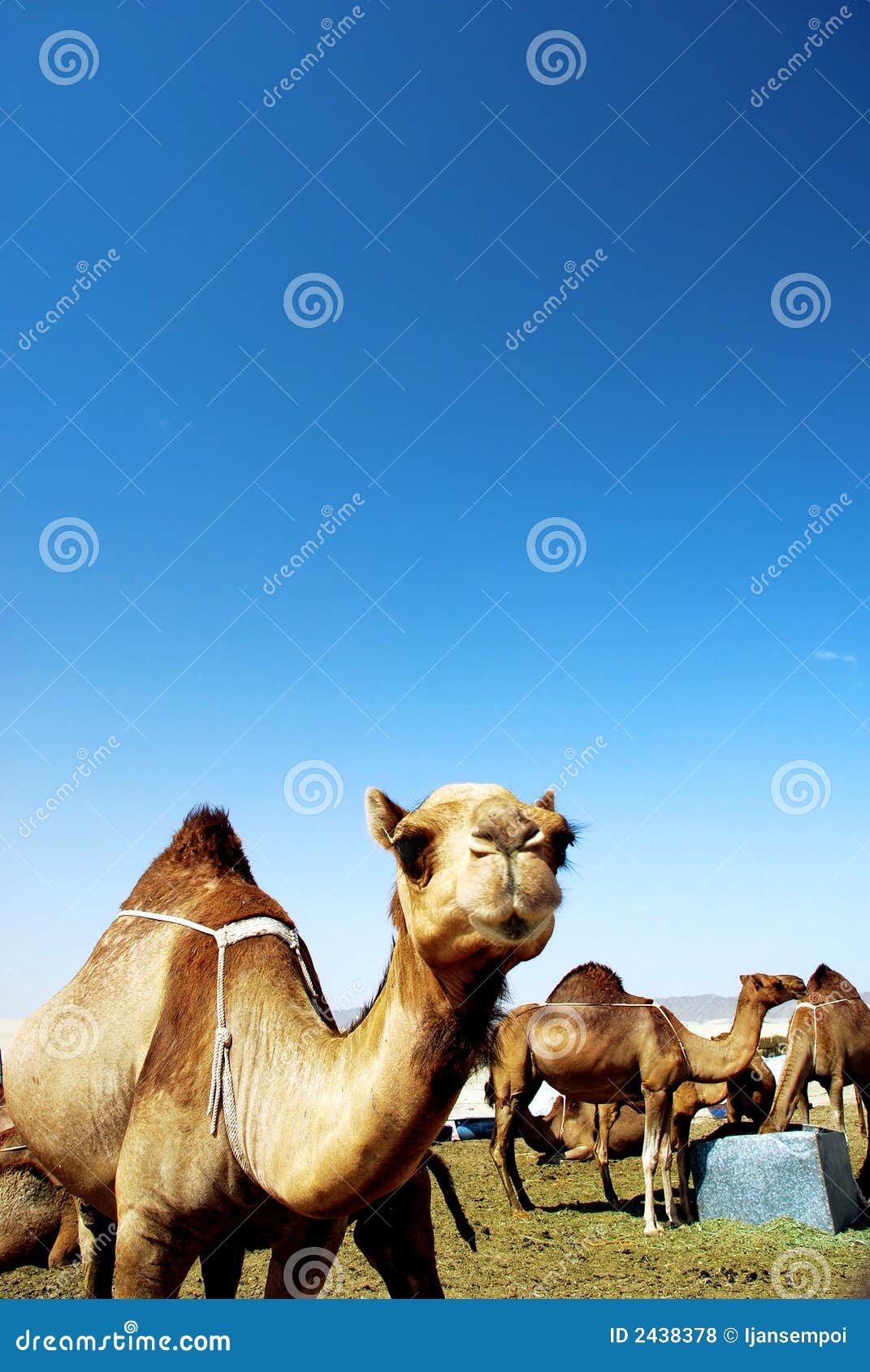 Camel stock photo. Image of camels, camelus, gaze, arabia - 2438378