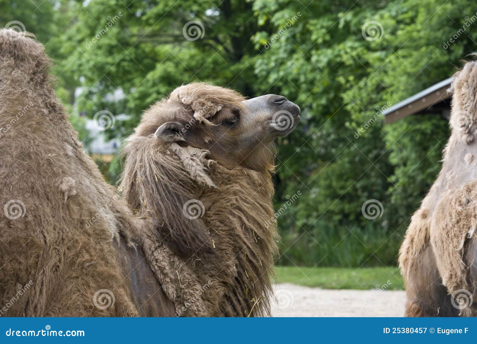 Camel stock image. Image of view, biungulates, tired - 25380457