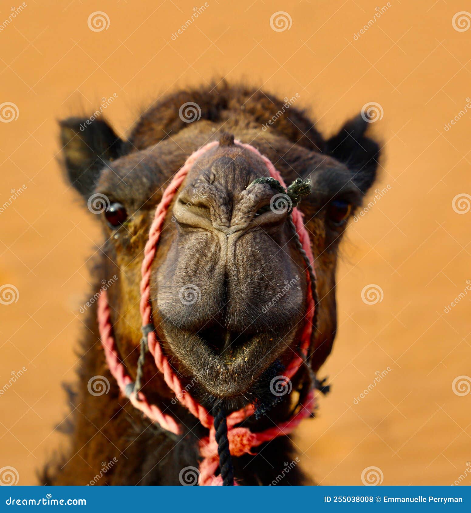 A Smiling Camel Portrait stock photo. Image of desert - 255038008