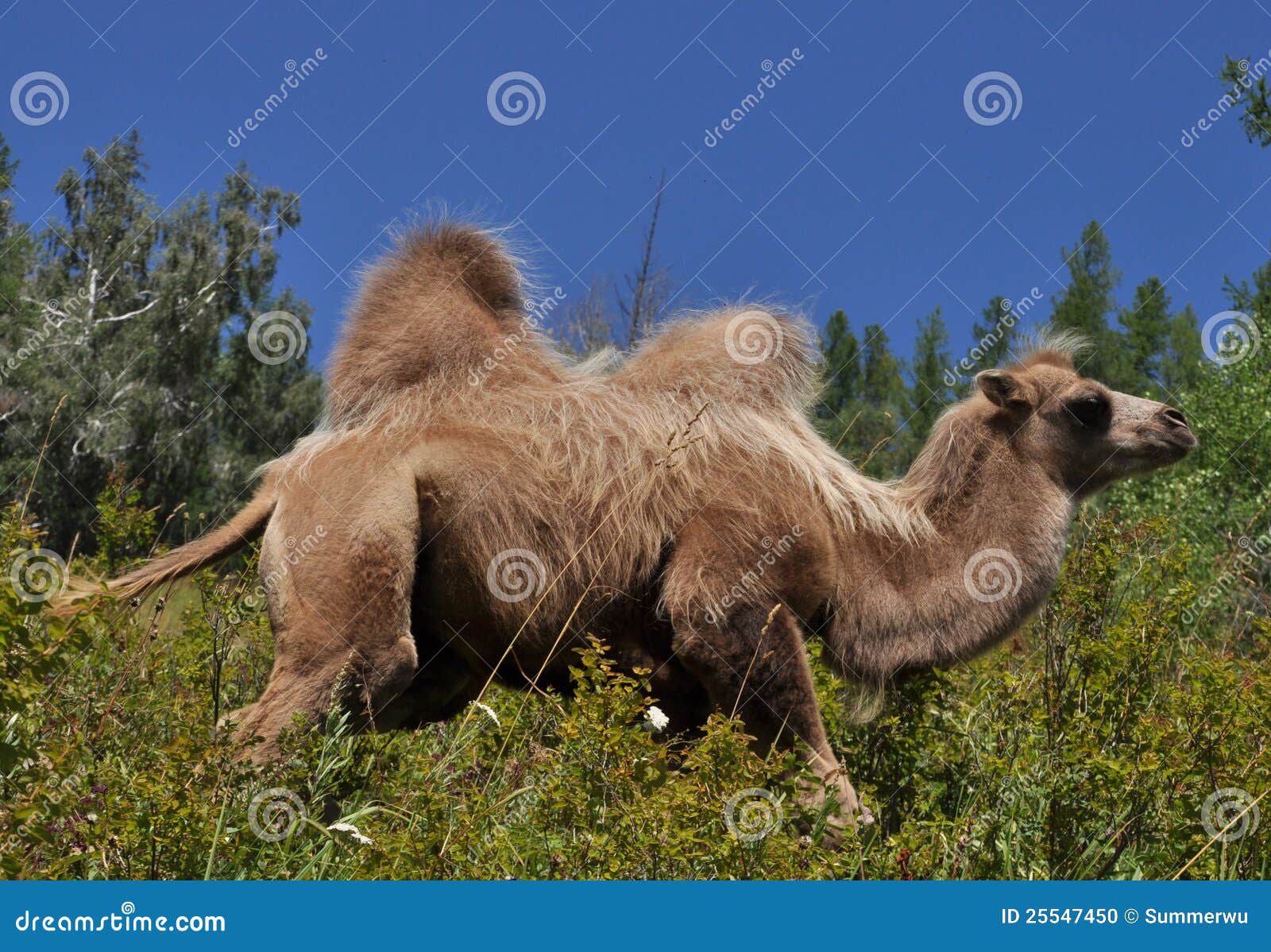 Camel stock photo. Image of cows, cold, flies, sunny - 25547450