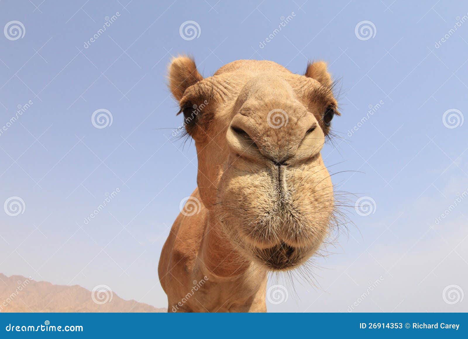 Camel stock image. Image of sinai, domestic, wildlife - 26914353
