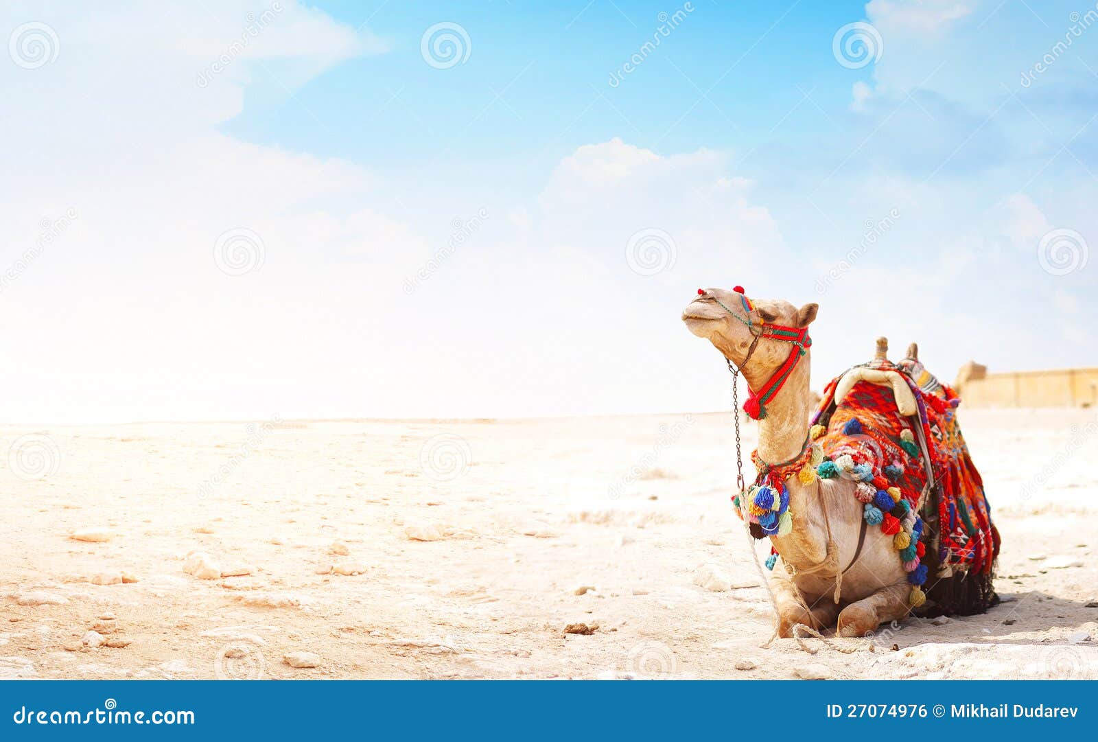 Camel stock photo. Image of blue, rest, giza, clear, culture - 27074976