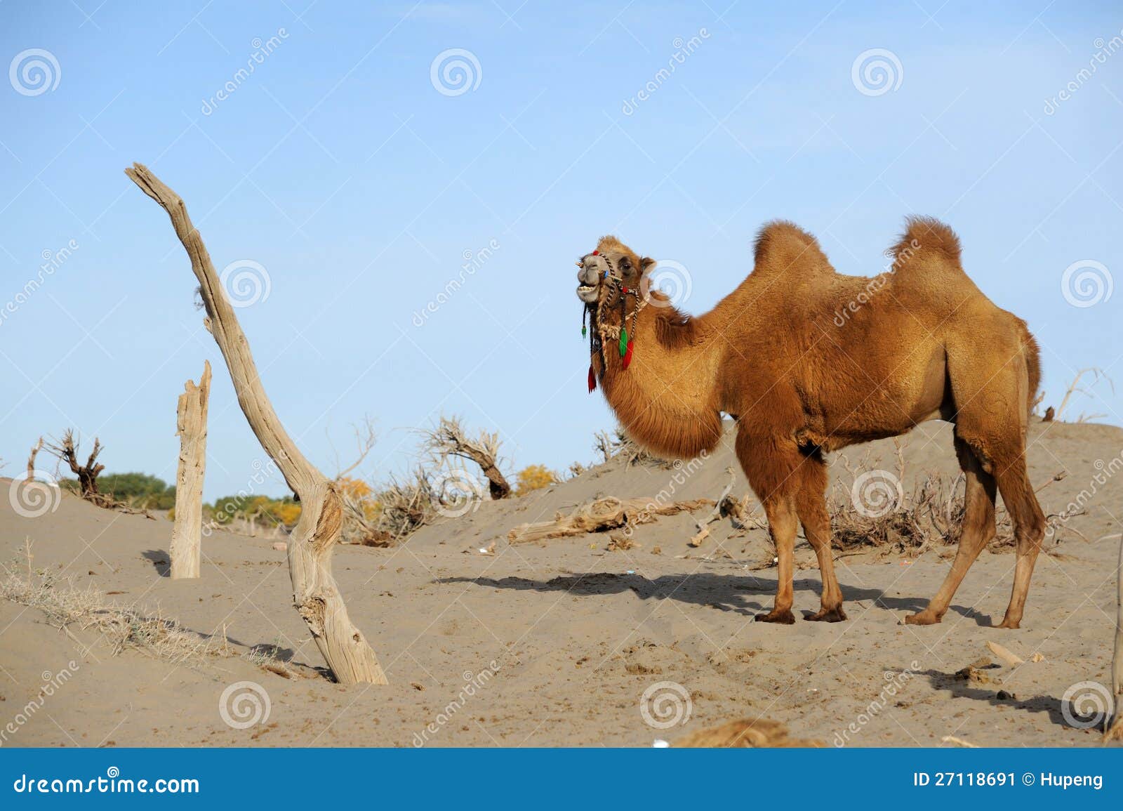Camel stock image. Image of ecology, camels, asian, asia - 27118691