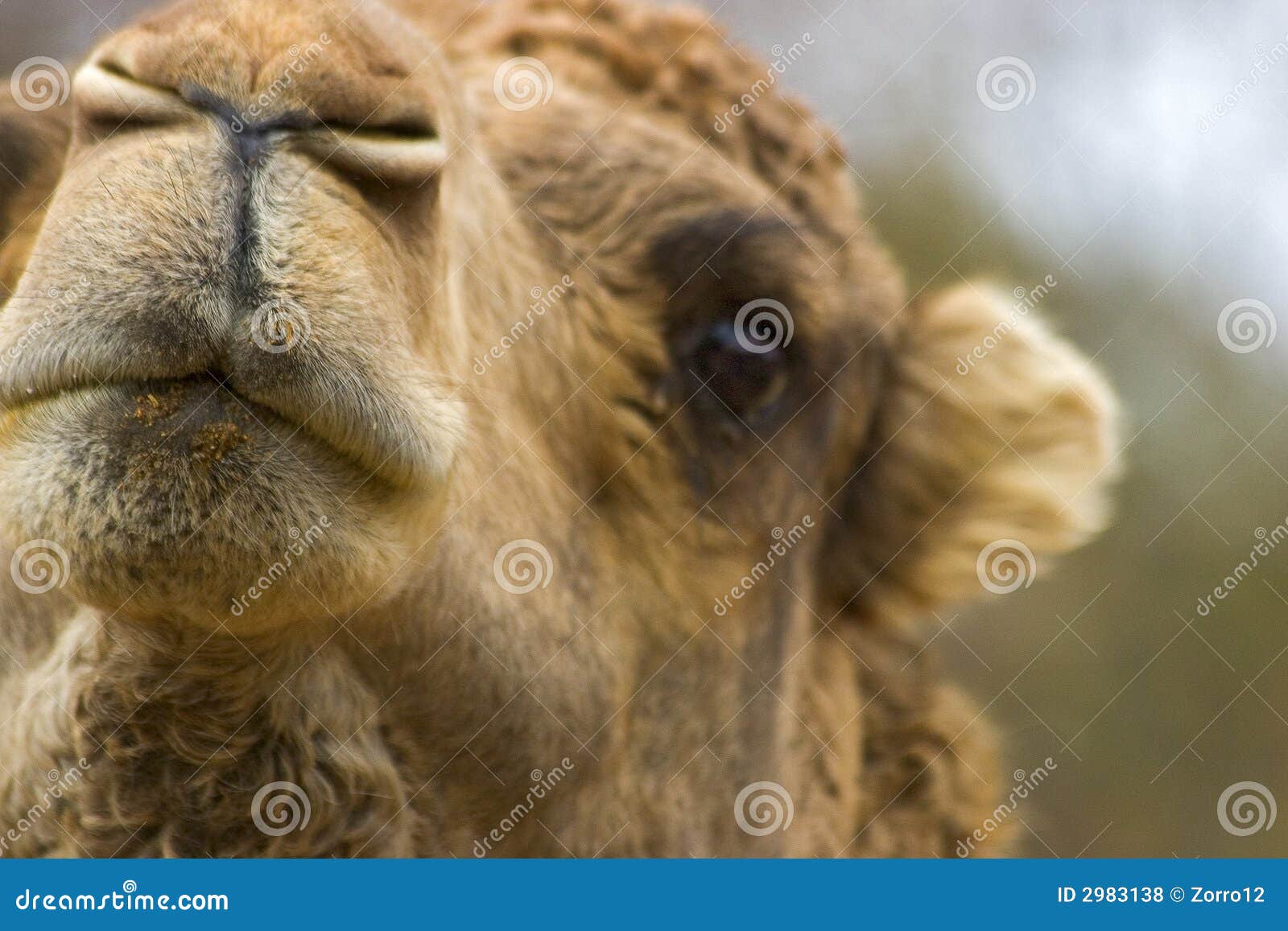 Camel stock photo. Image of face, wildlife, simpatico - 2983138