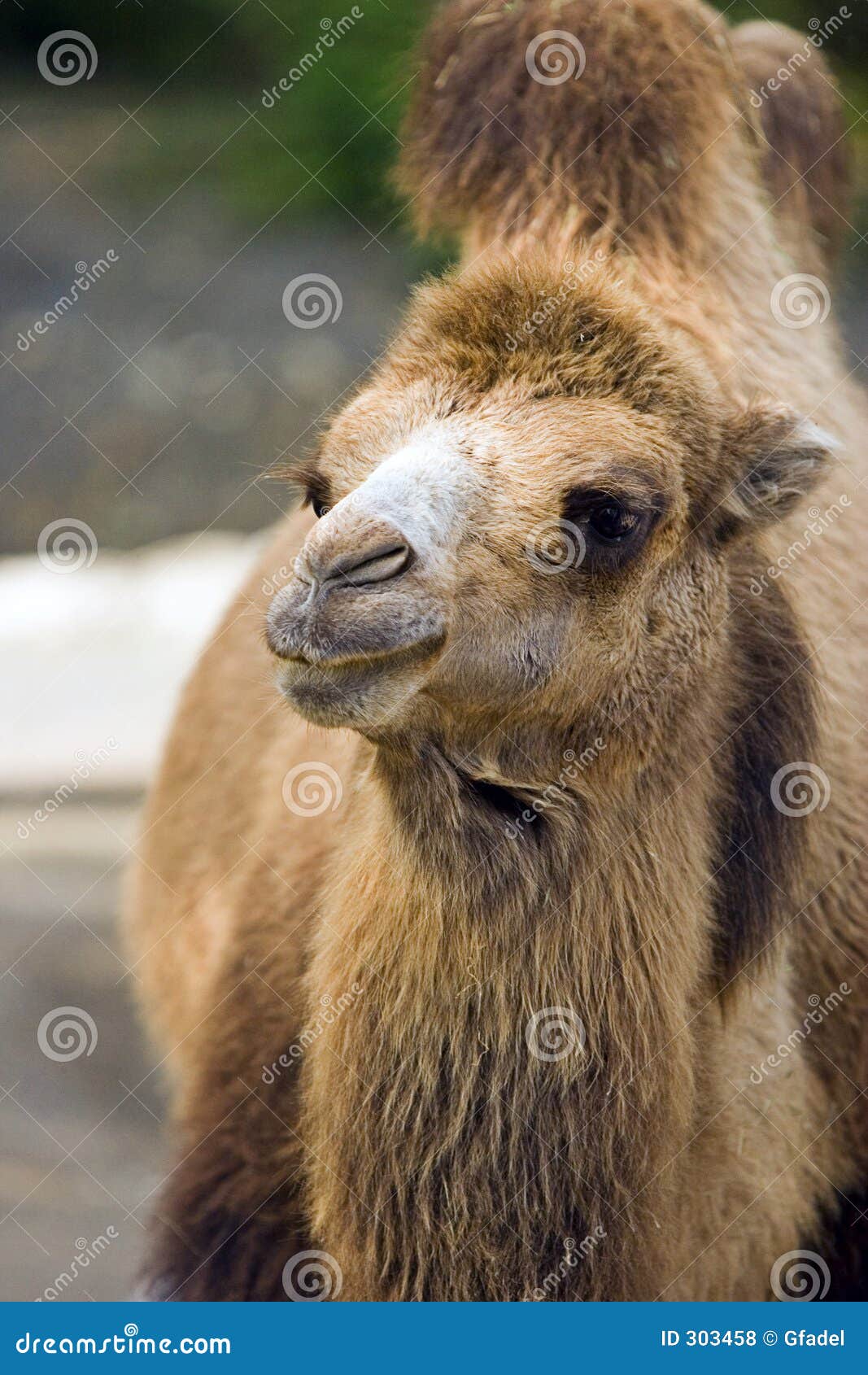 Camel stock photo. Image of wild, transport, holiday, arabian - 303458