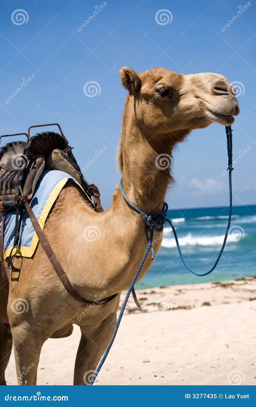 Camel stock image. Image of vacation, animal, snout, sand - 3277435