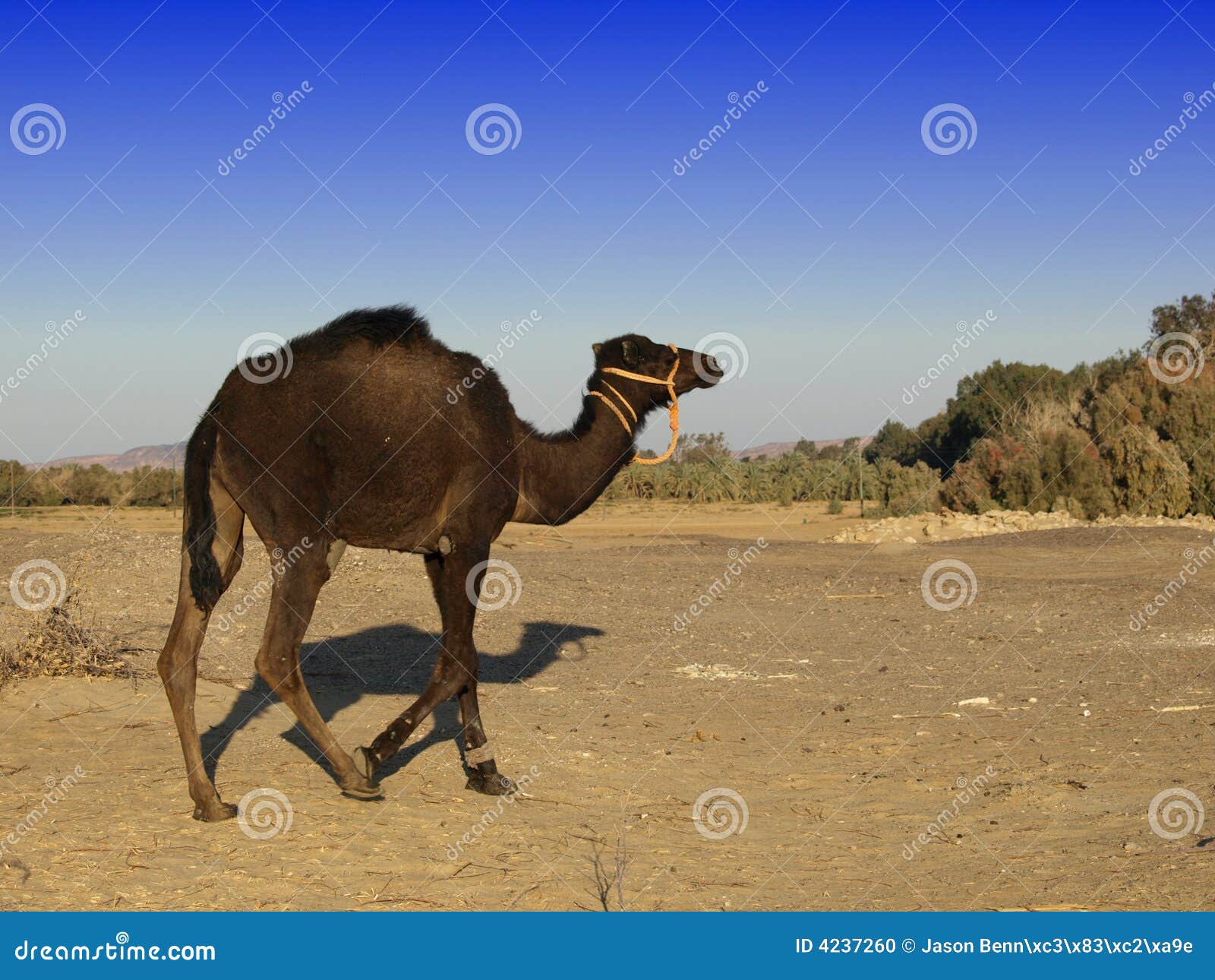Camel Picture. Image: 4237260