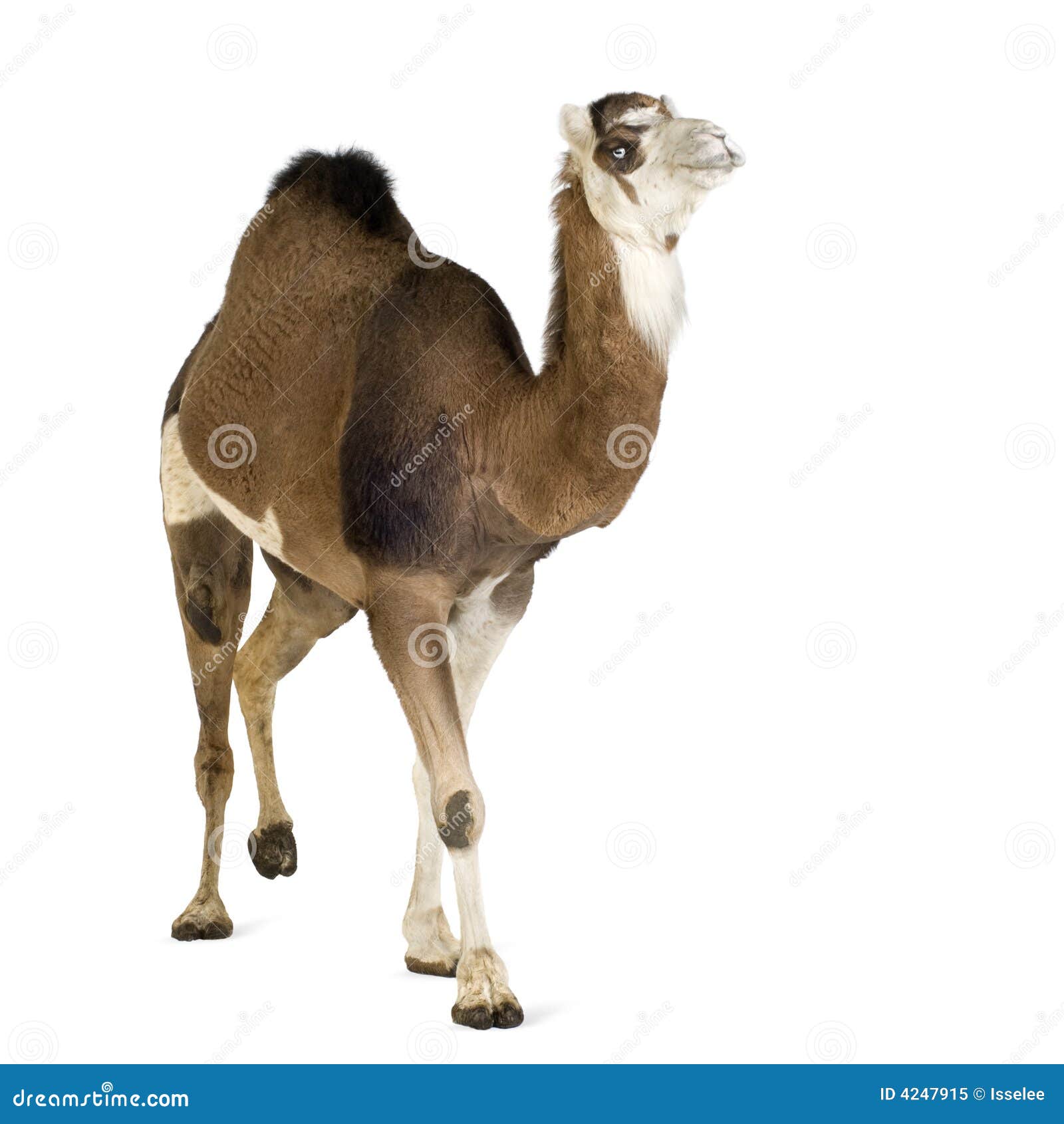 Camel stock image. Image of background, animal, white - 4247915