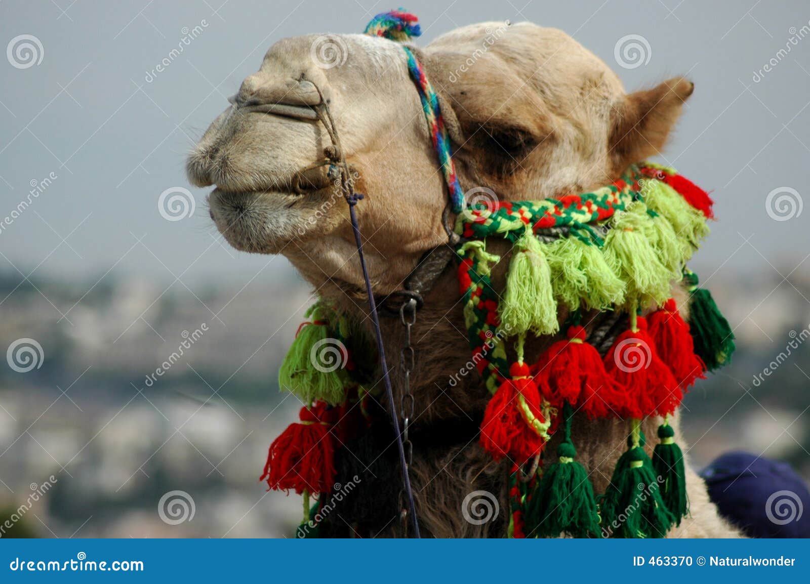 Camel stock photo. Image of transport, calm, animal, dress - 463370