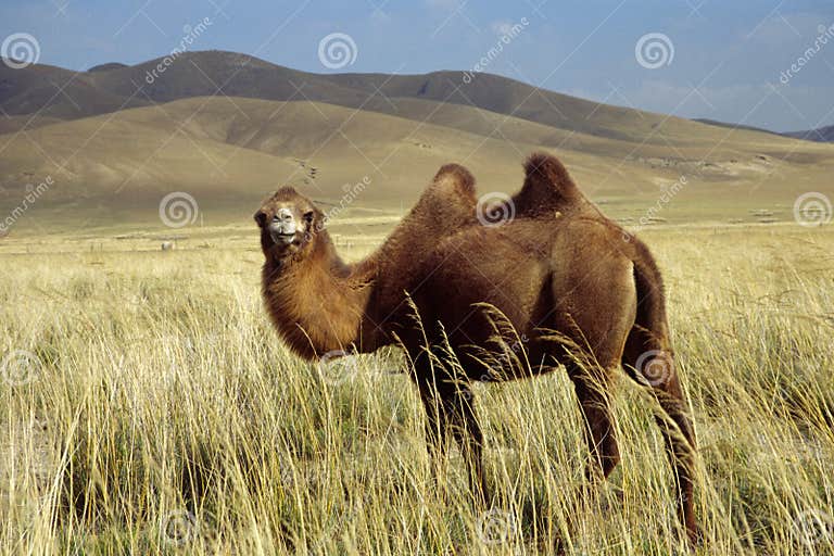 Camel stock image. Image of animal, neimenggu, white, fuzzy - 4707473