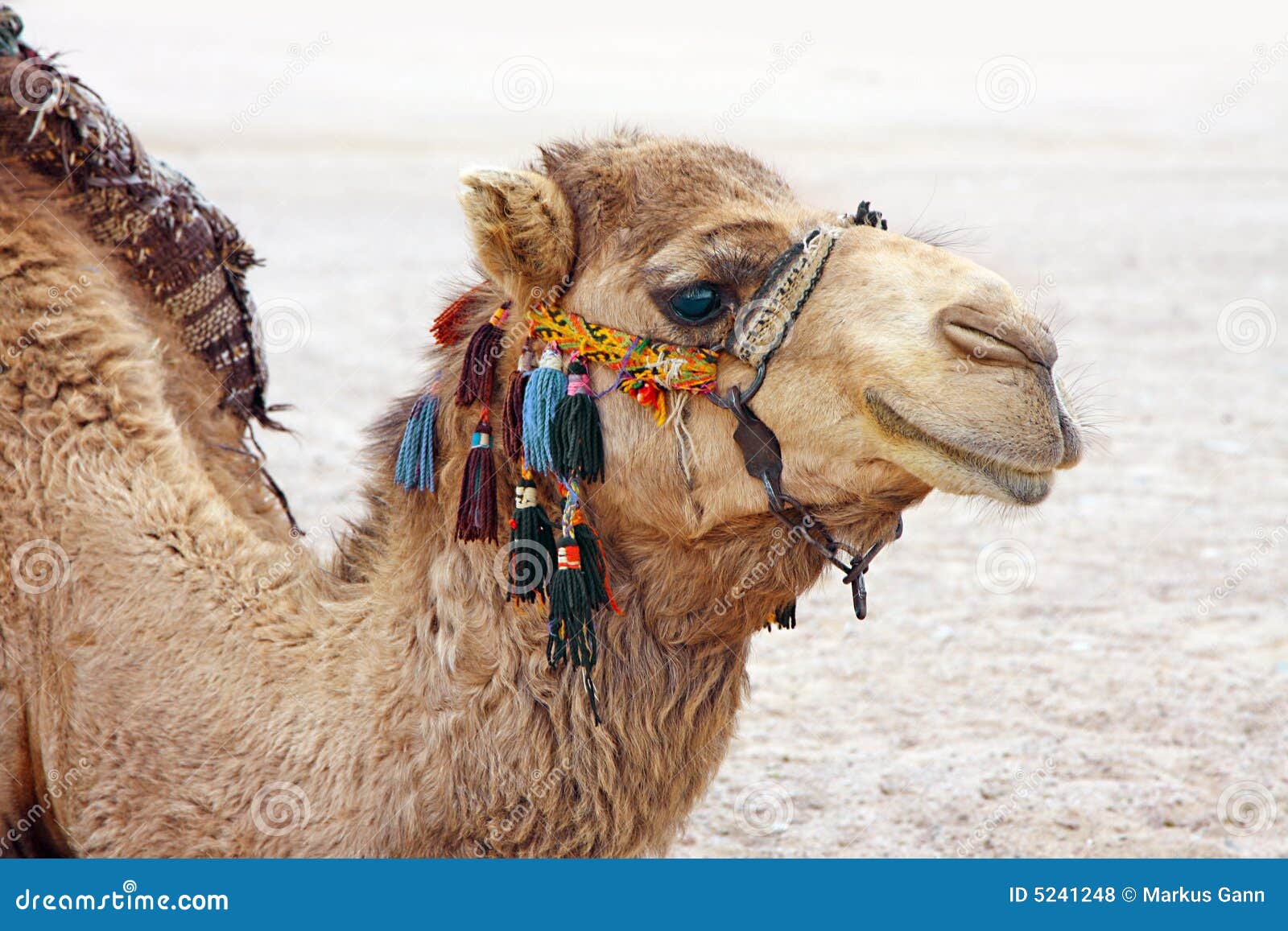 Camel stock photo. Image of sandy, neck, arabian, horizontal - 5241248